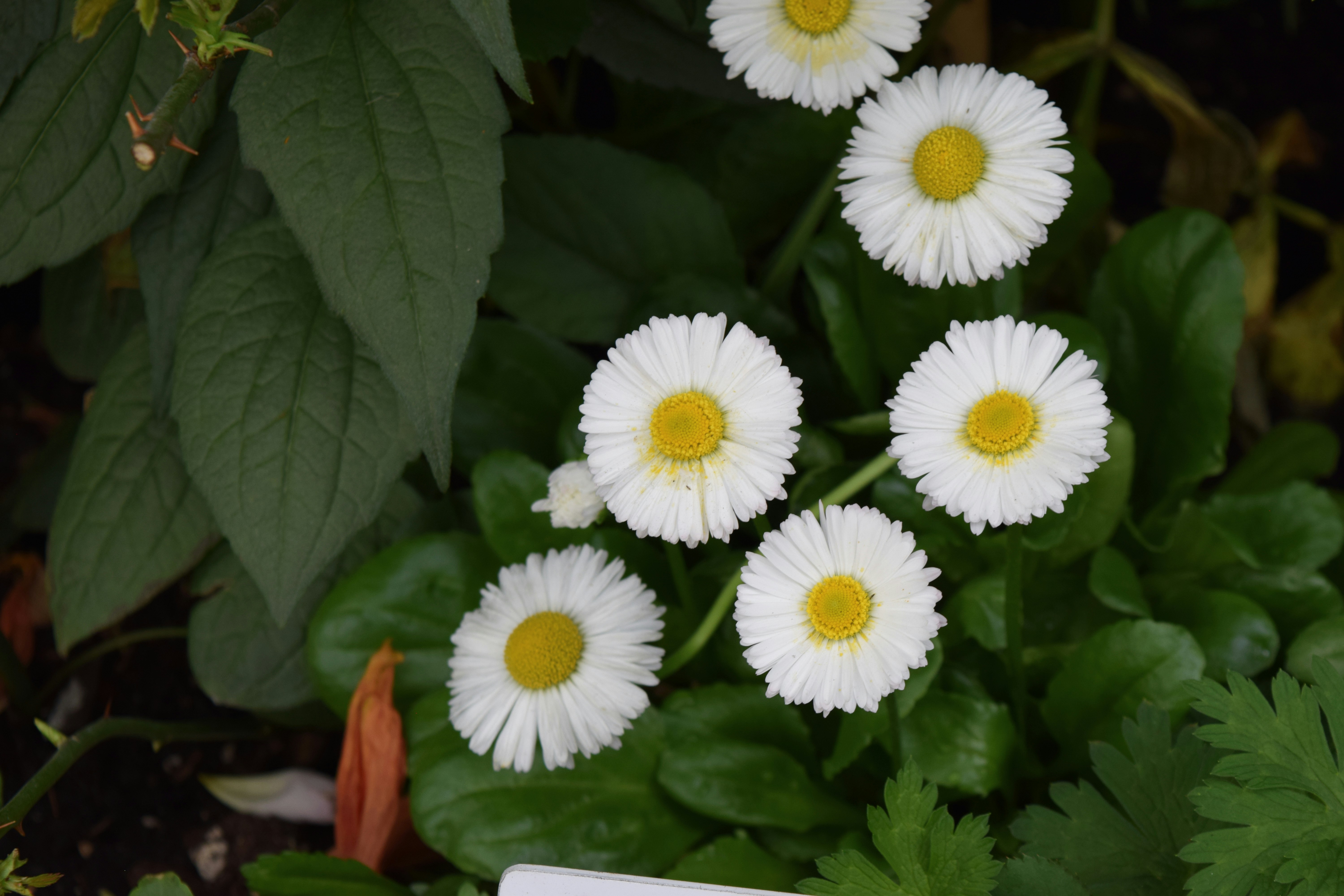 Flowers close up photo
