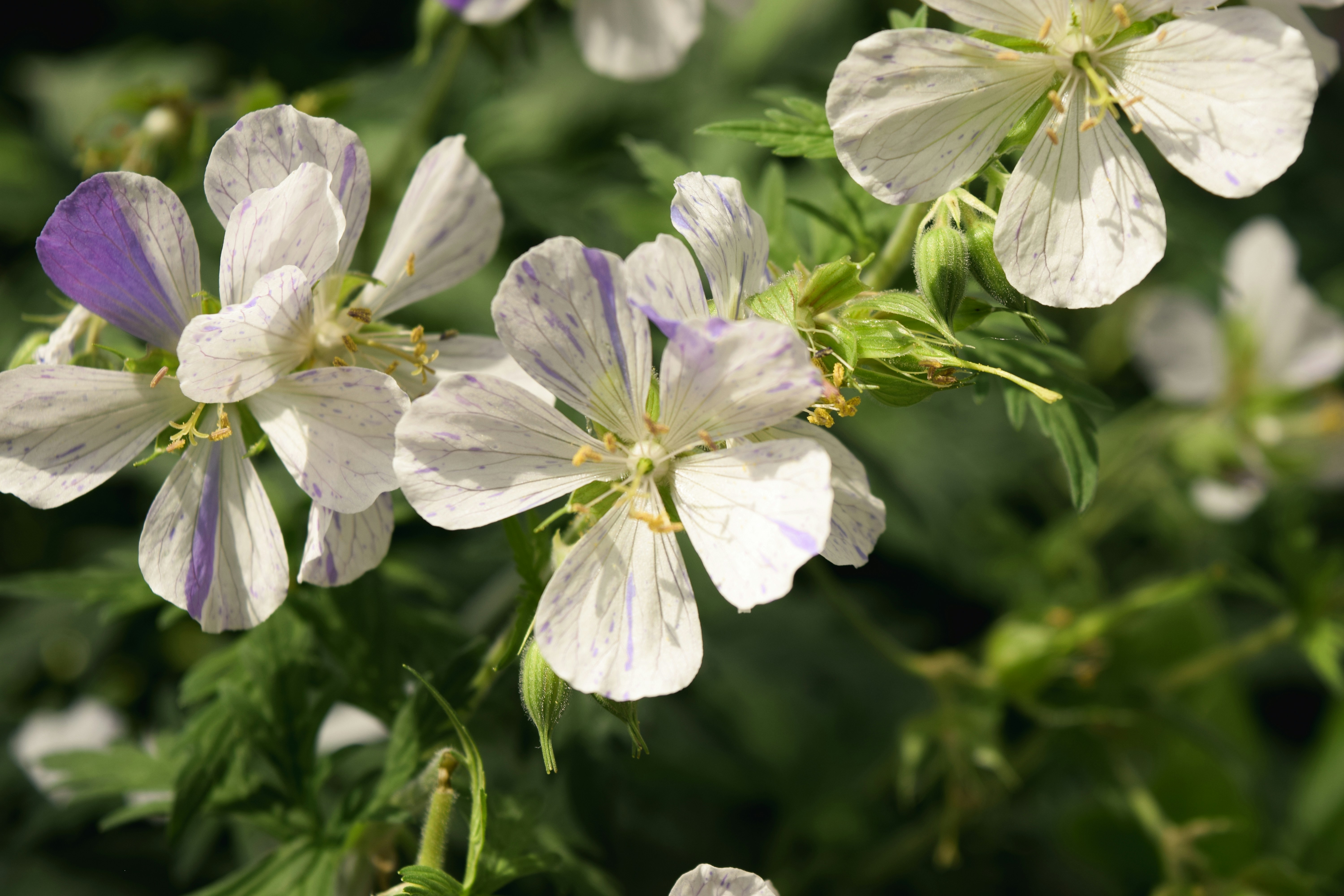 Whispered Veins: White Petals with Lavender Veining in Soft Light
