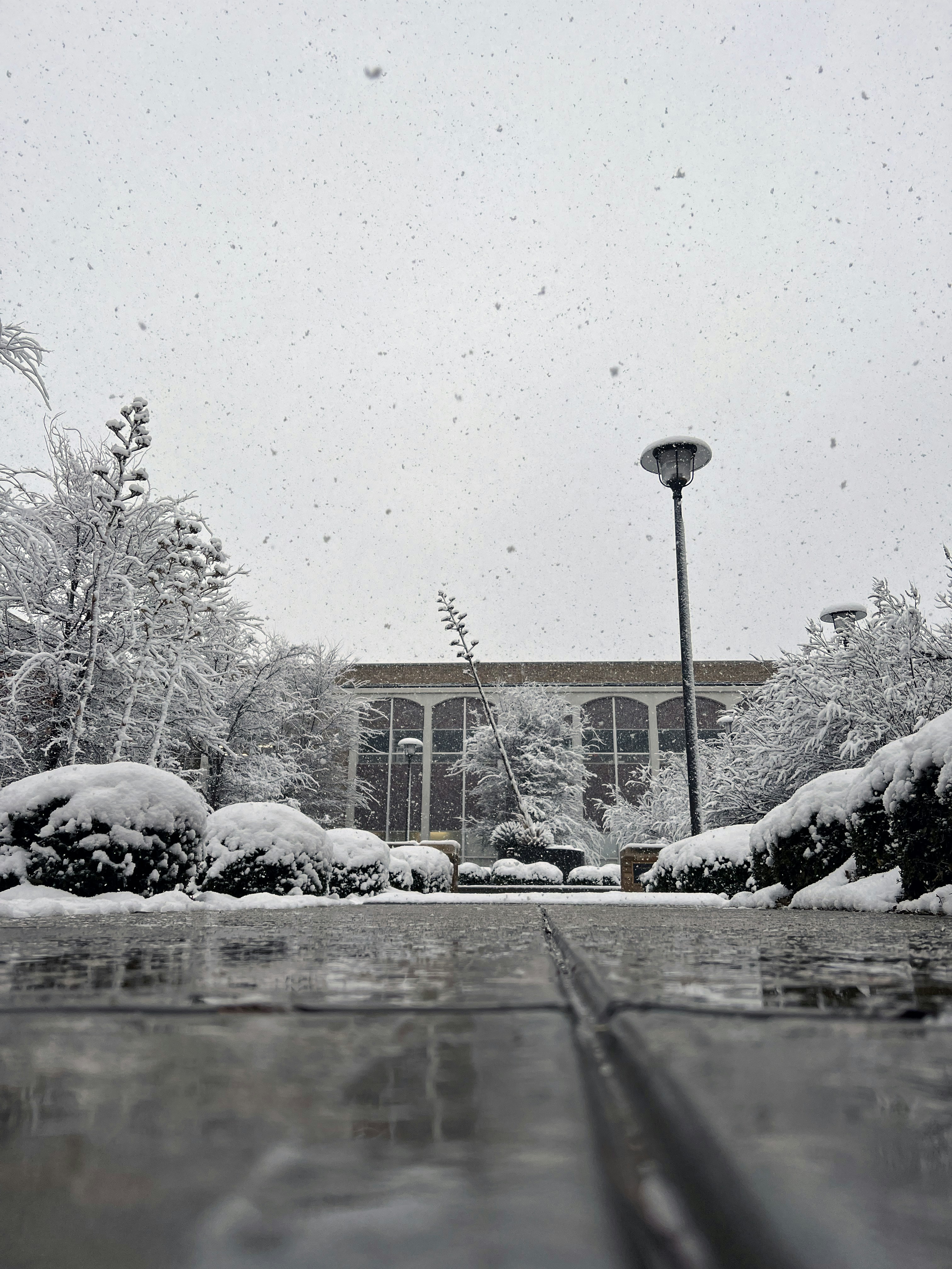Winter's Embrace at the Quad