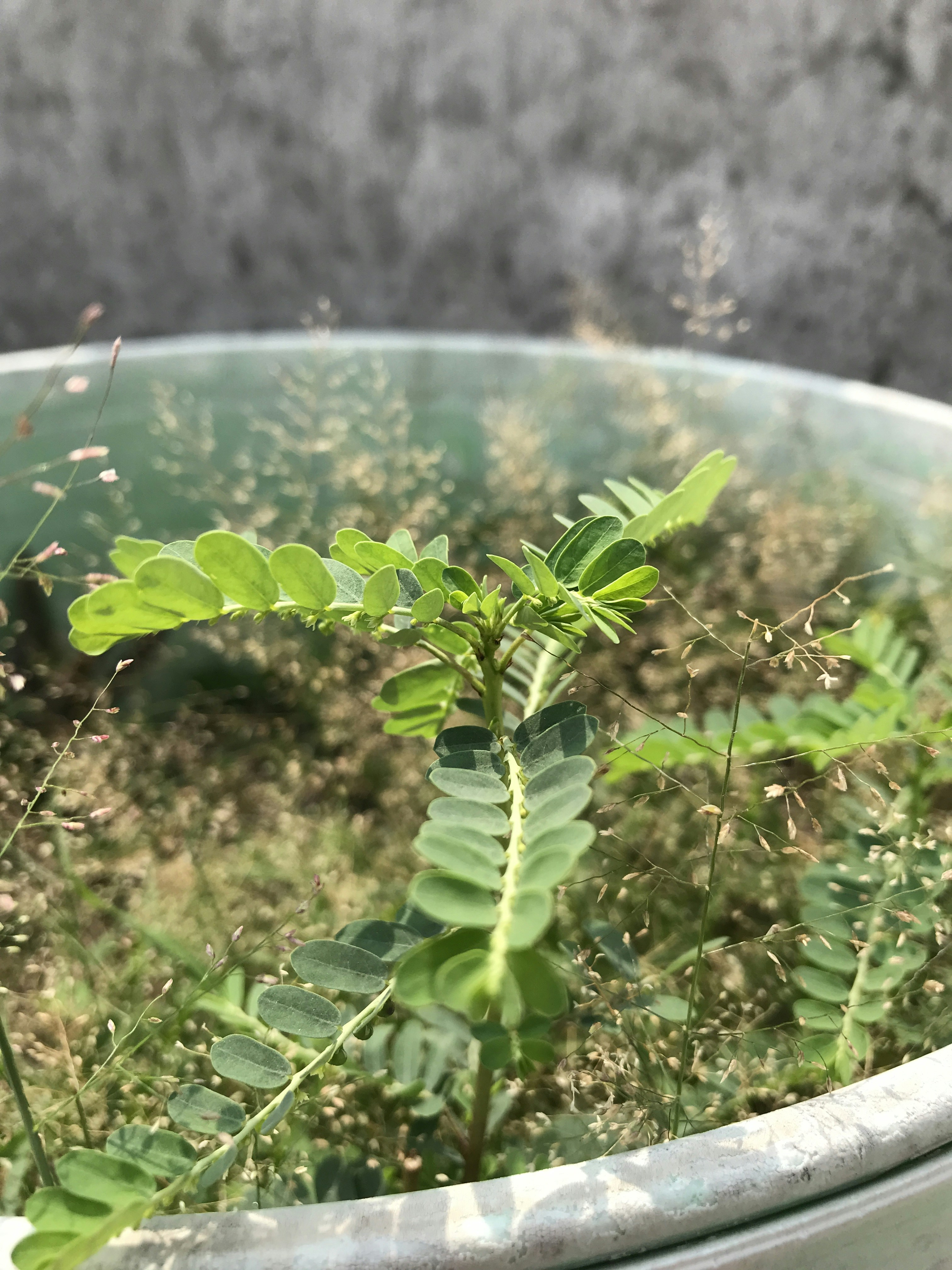 Emerald sprigs emerge from a weathered planter