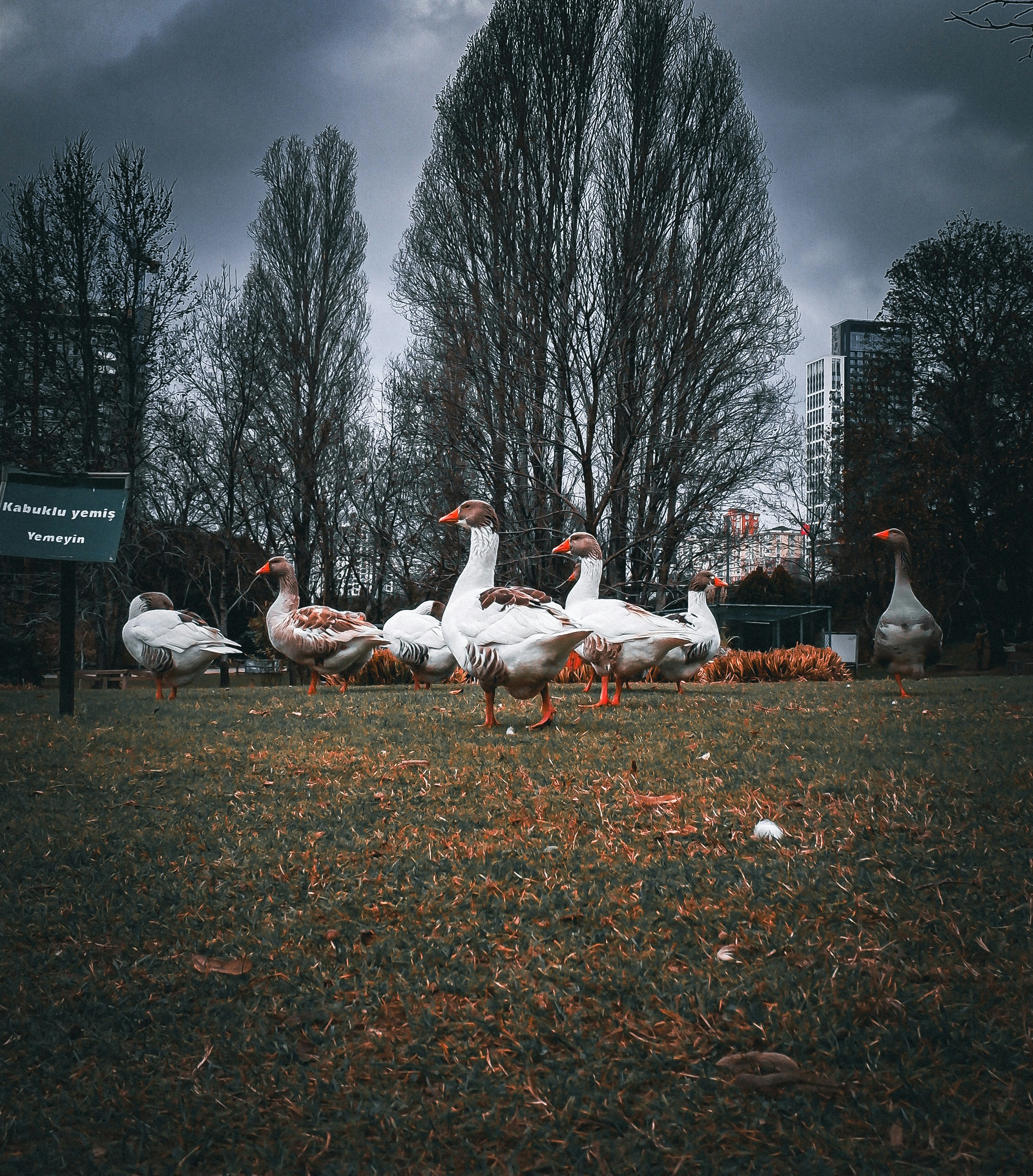 a flock of geese walking across a grass covered field
