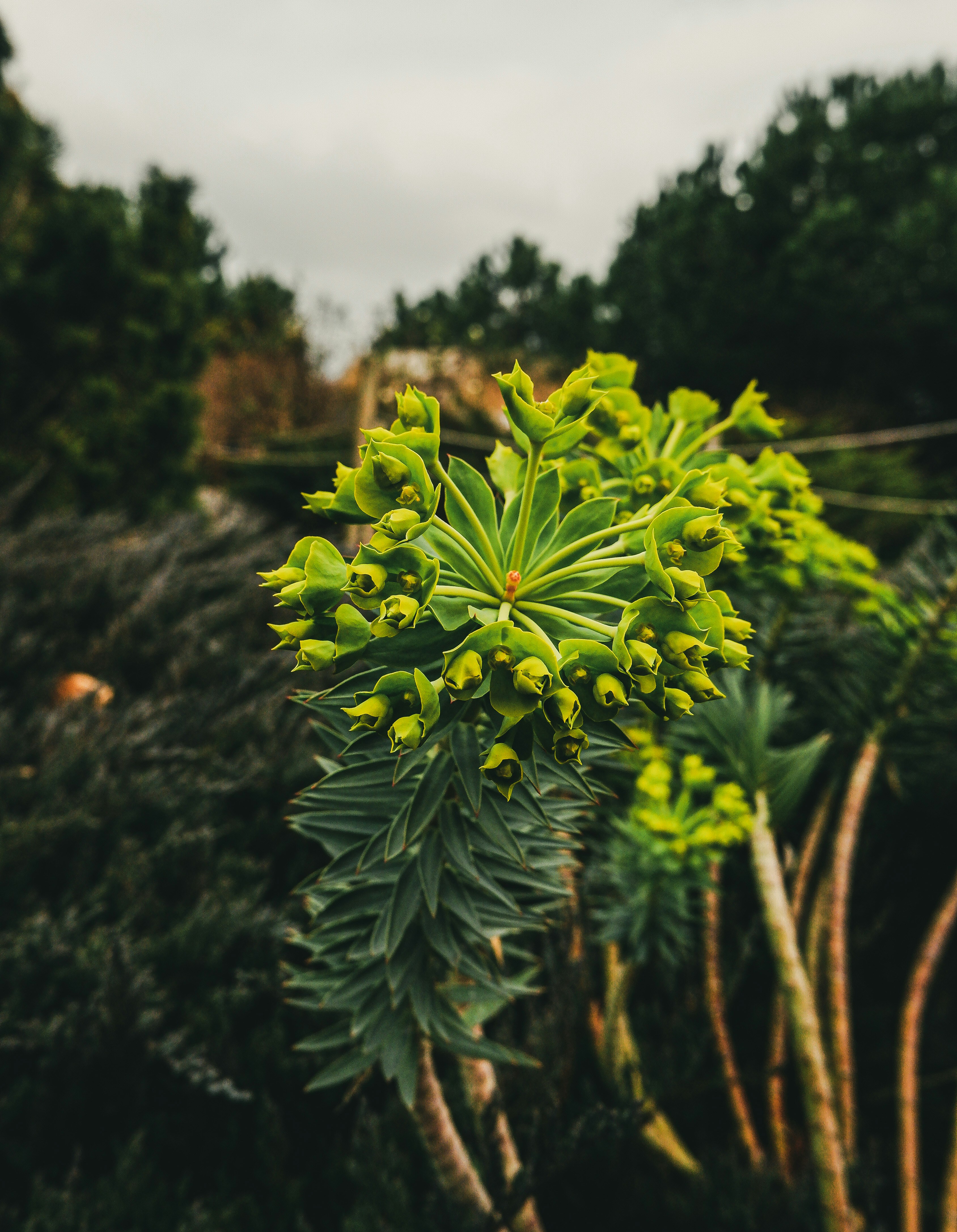 Emerald Crown: a close-up of lime-green bloom on a slender spike