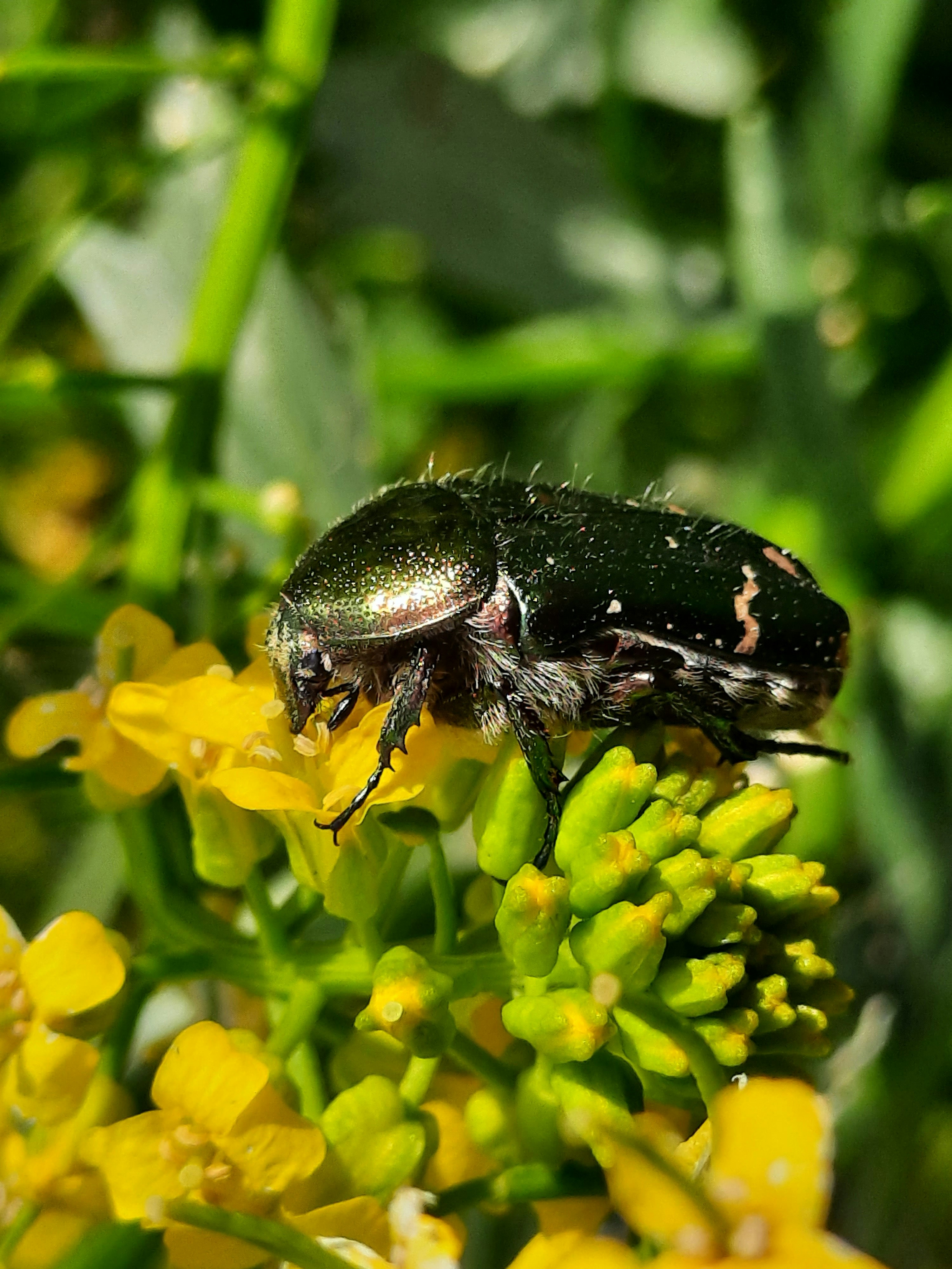 Macro Encounter: Glossy Beetle on a Canola Bloom