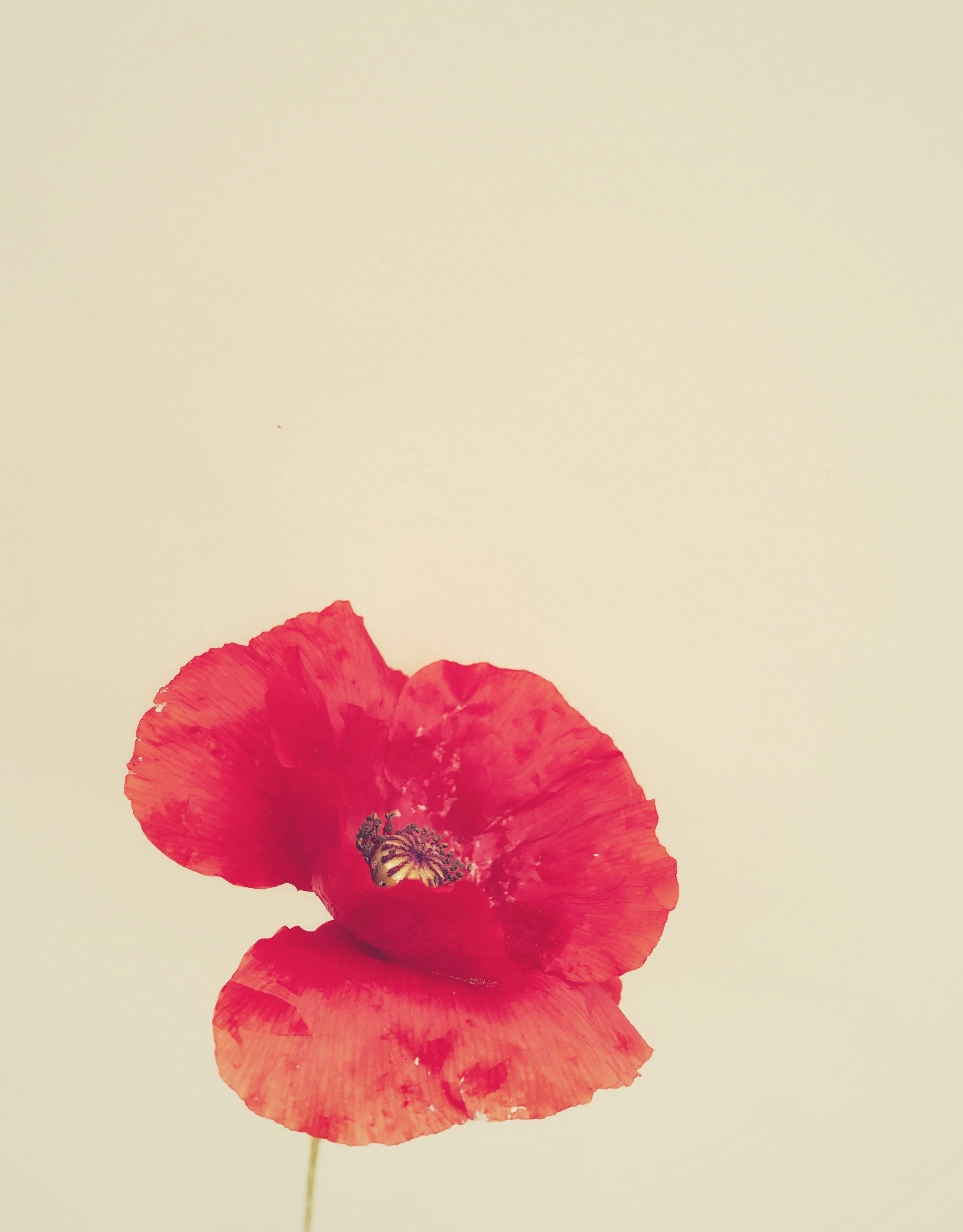 Scarlet Poppy Against a Cream-Soft Backdrop