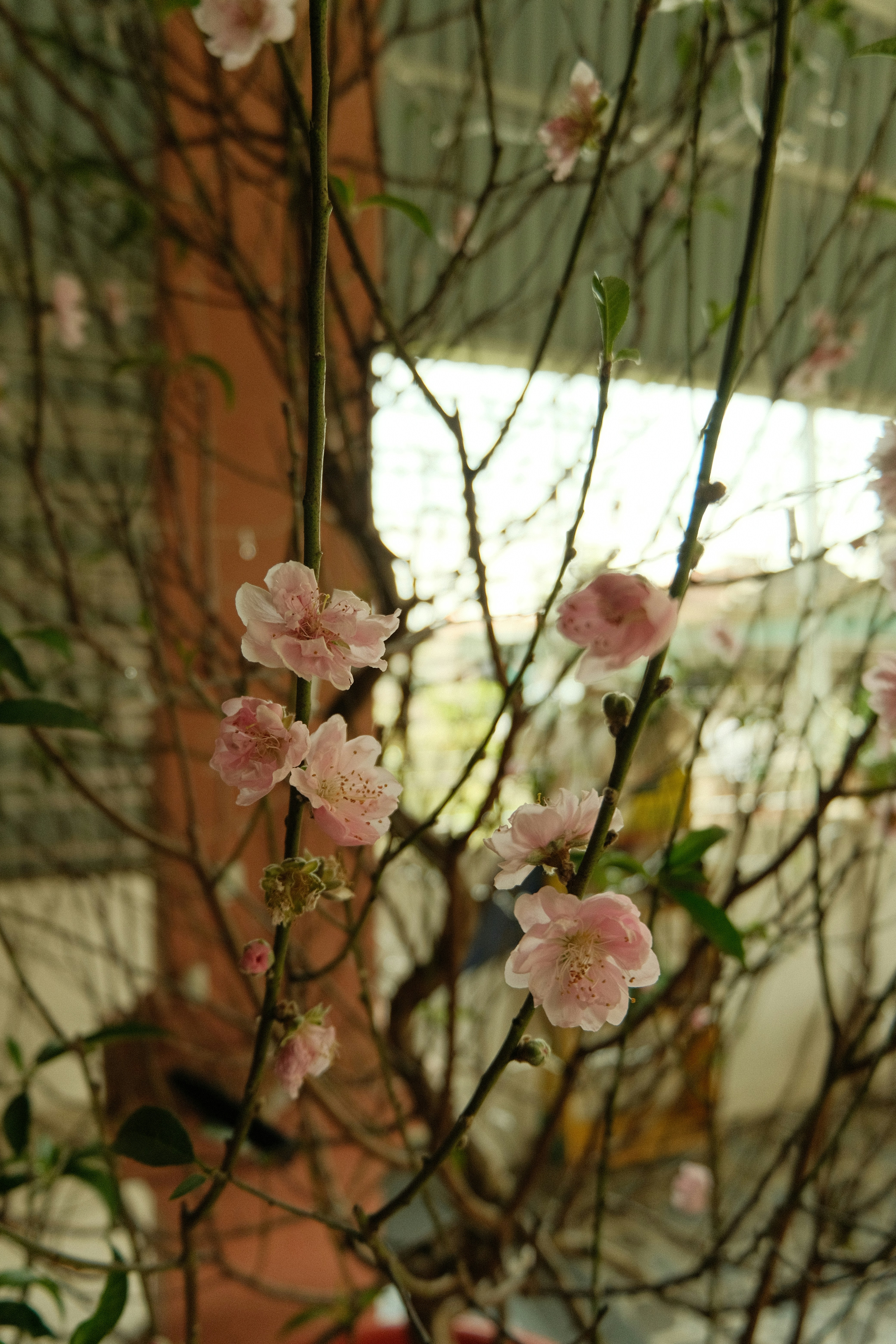 a close up of a tree with pink flowers