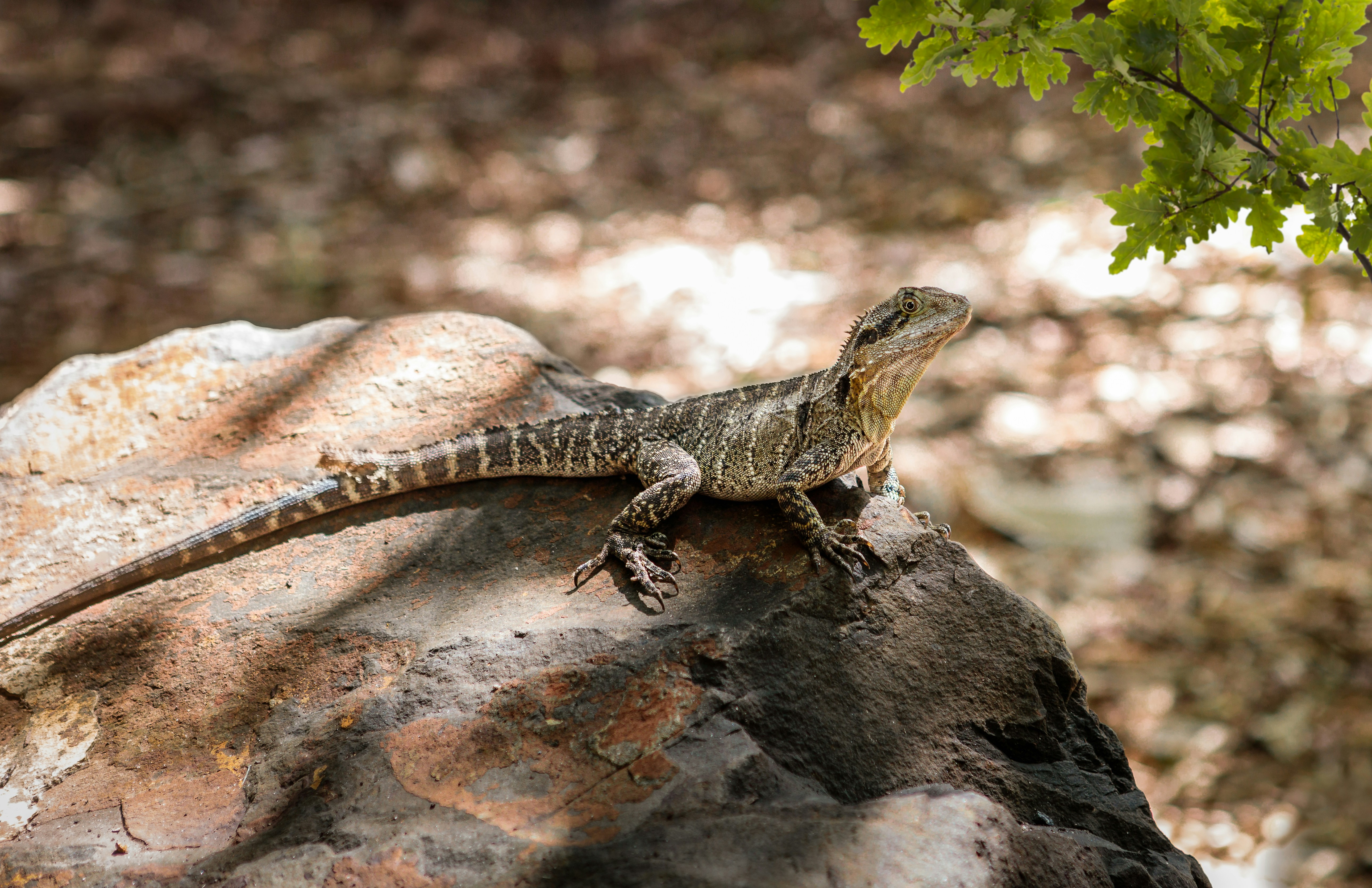 Photo by Sandie Peters with Canon EOS R