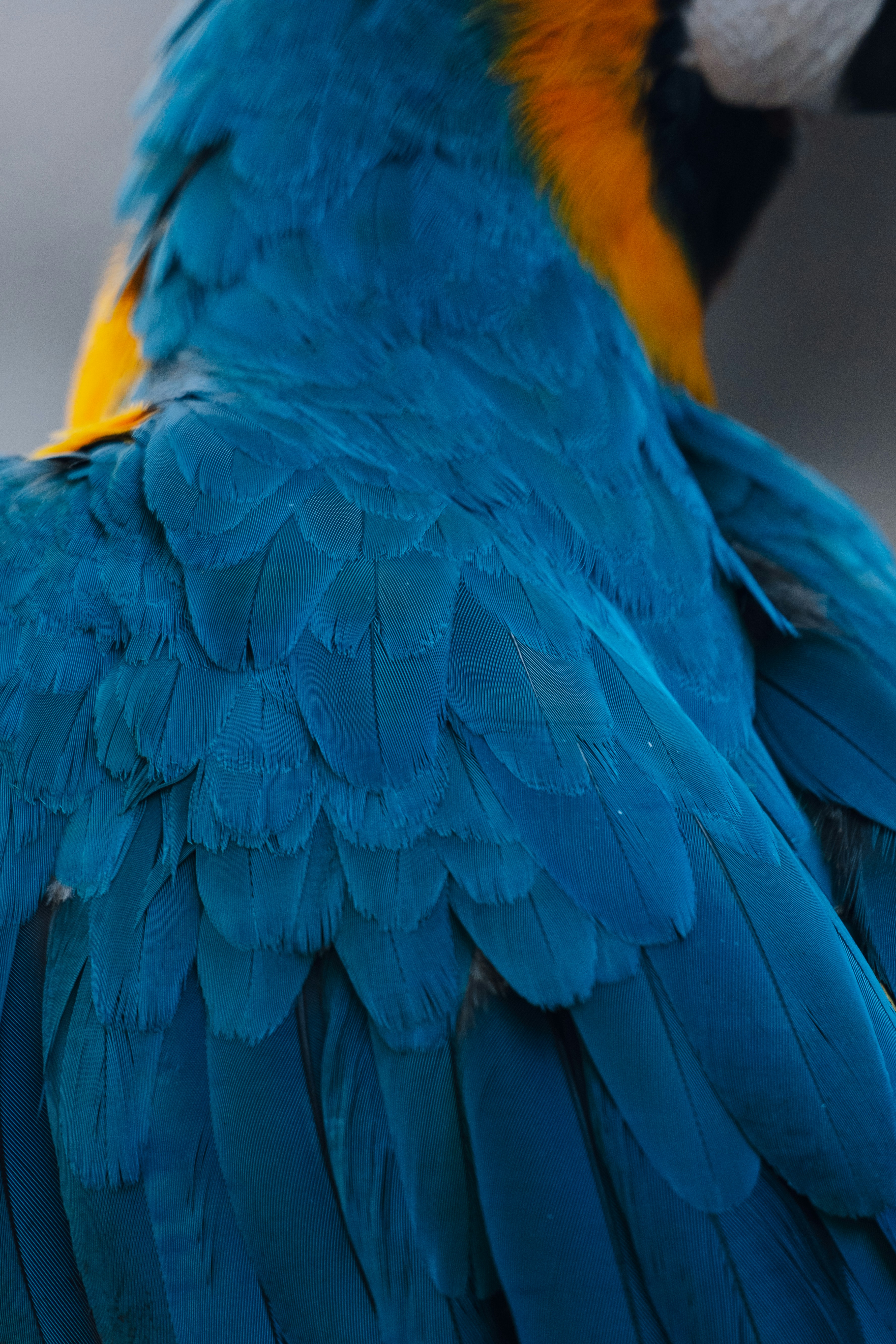 a close up of a blue and yellow bird