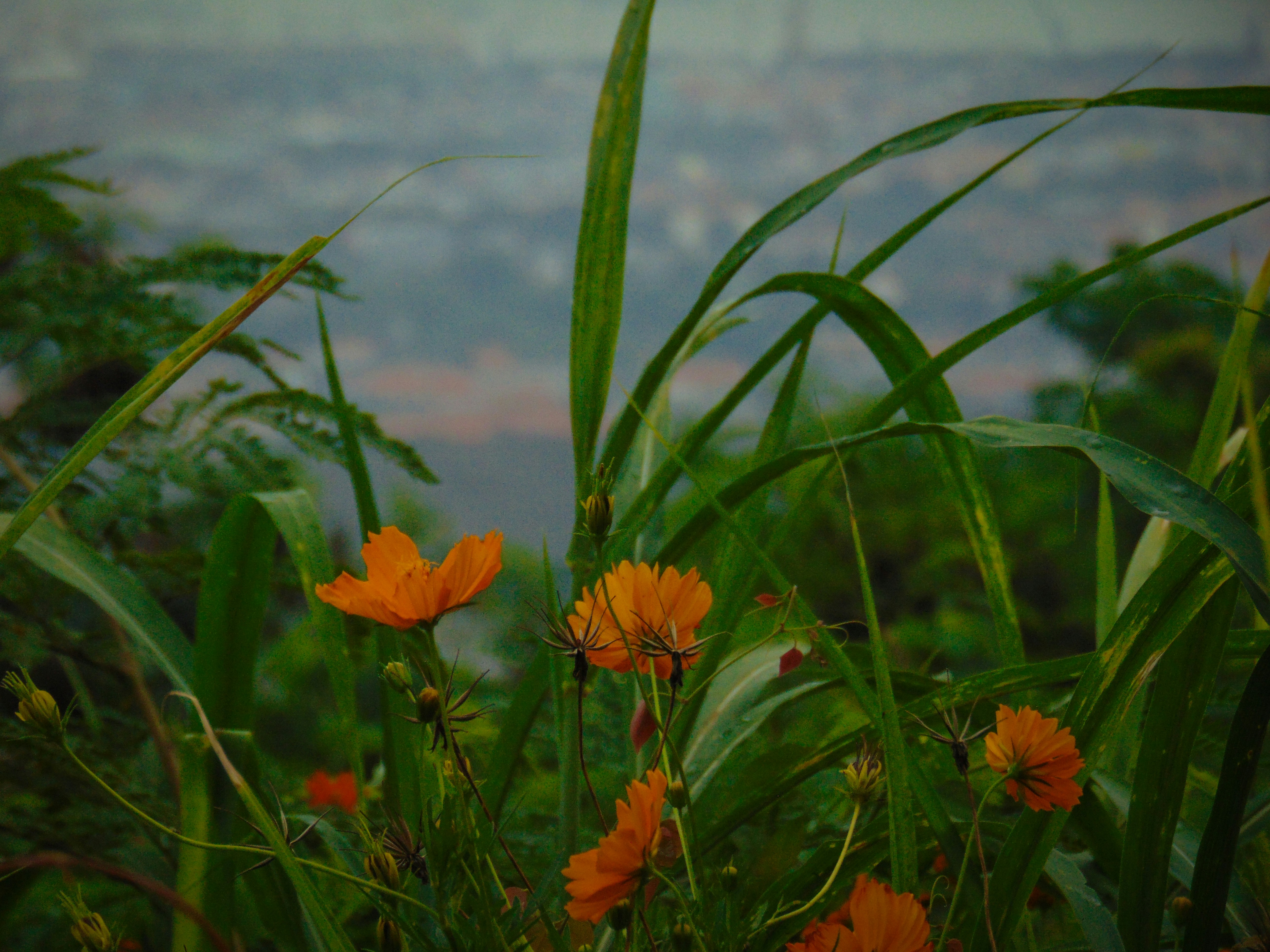 Orange wildflowers rise through tall grass with a hazy landscape in the background.