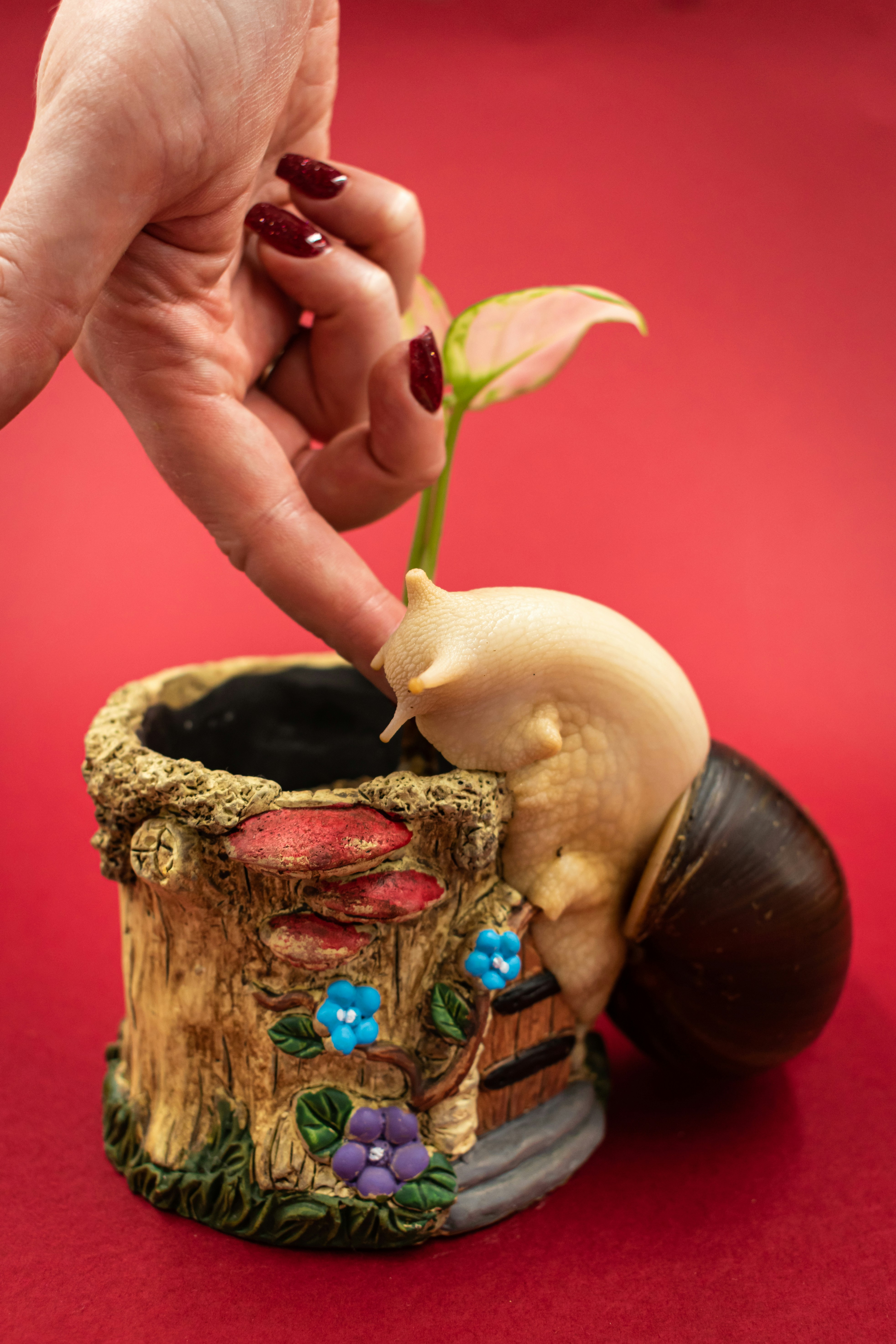 Hand touching a large achatina snail pet with a potted plant, red background with copy space