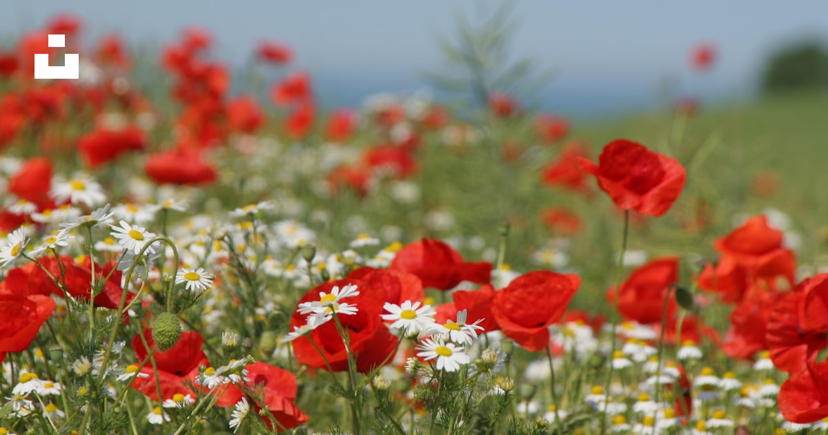 Un champ plein de fleurs rouges et blanches photo – Image gratuite de ... Un champ plein de fleurs rouges et blanches photo – Image gratuite de ...