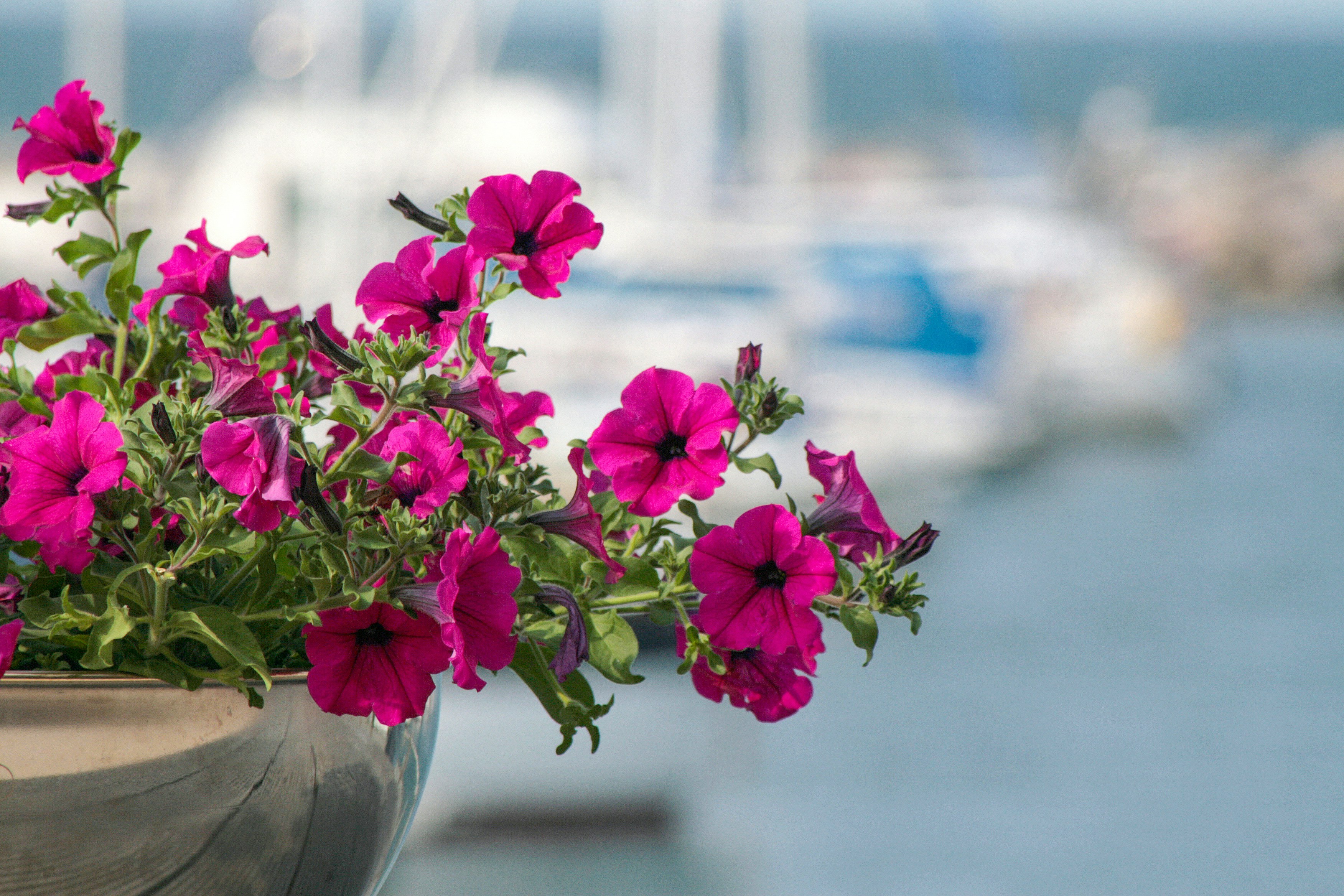 a potted plant with purple flowers in front of a marina