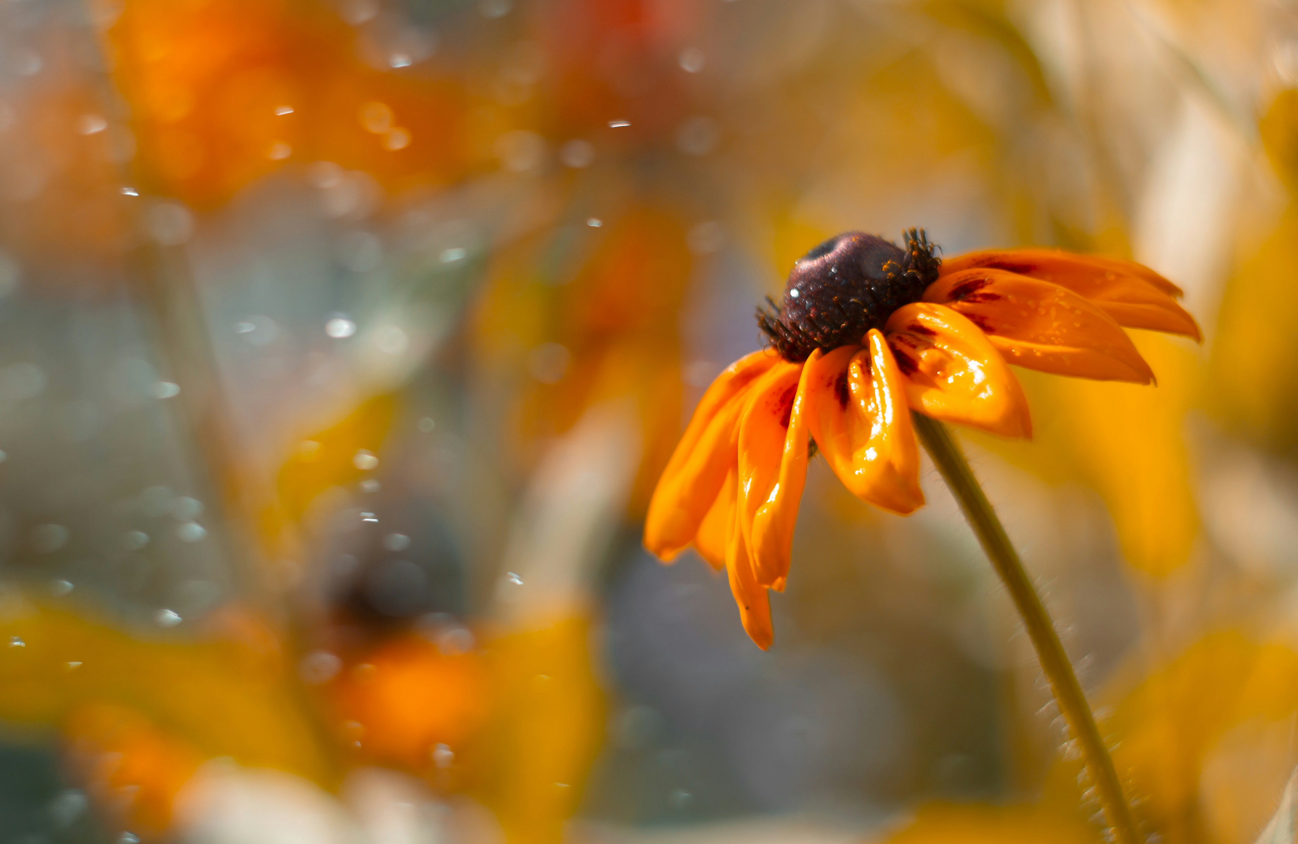 Amber Rudbeckia Piercing a Velvet Bokeh