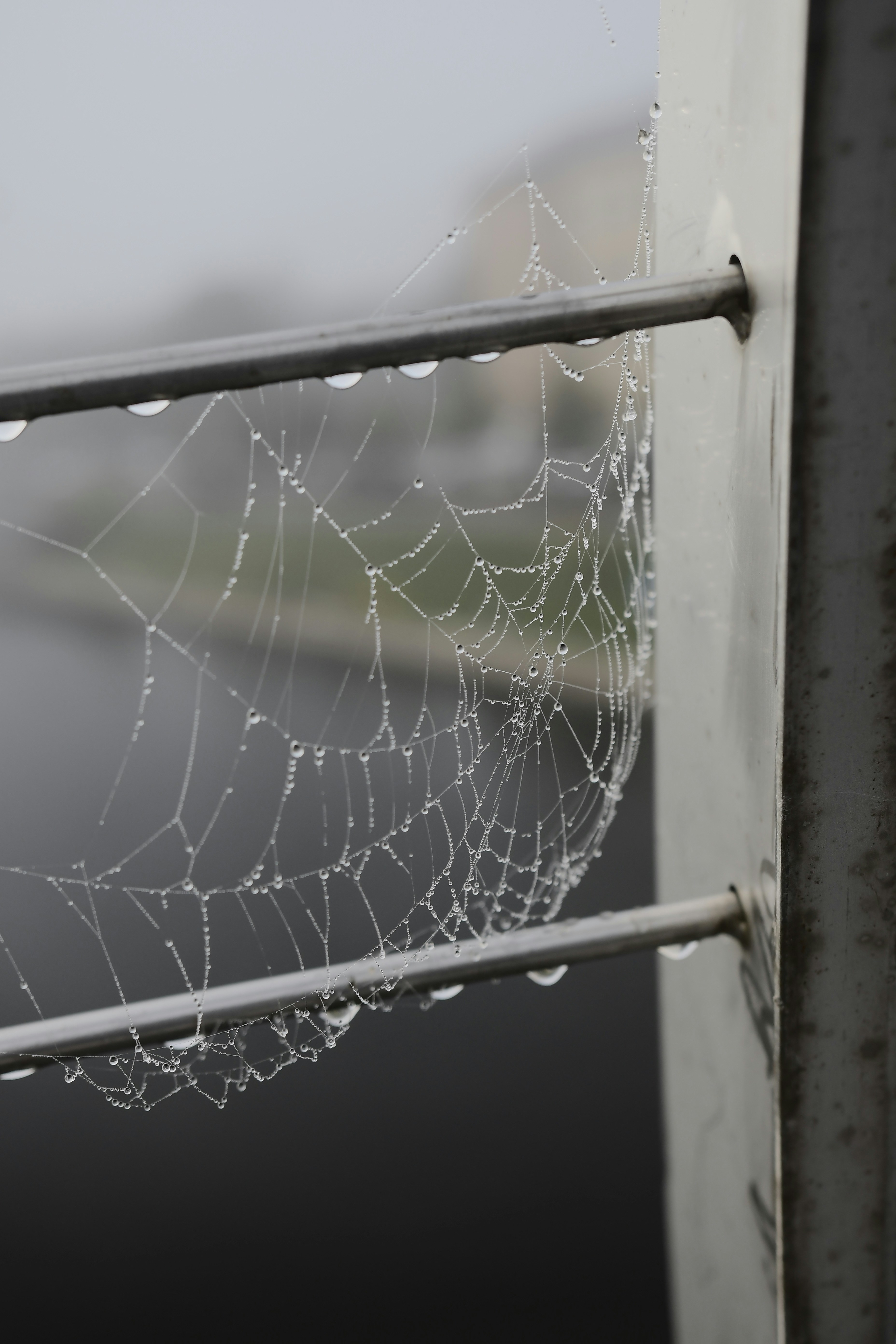 A spider web hanging from a metal railing photo – Free Latvia Image on ...