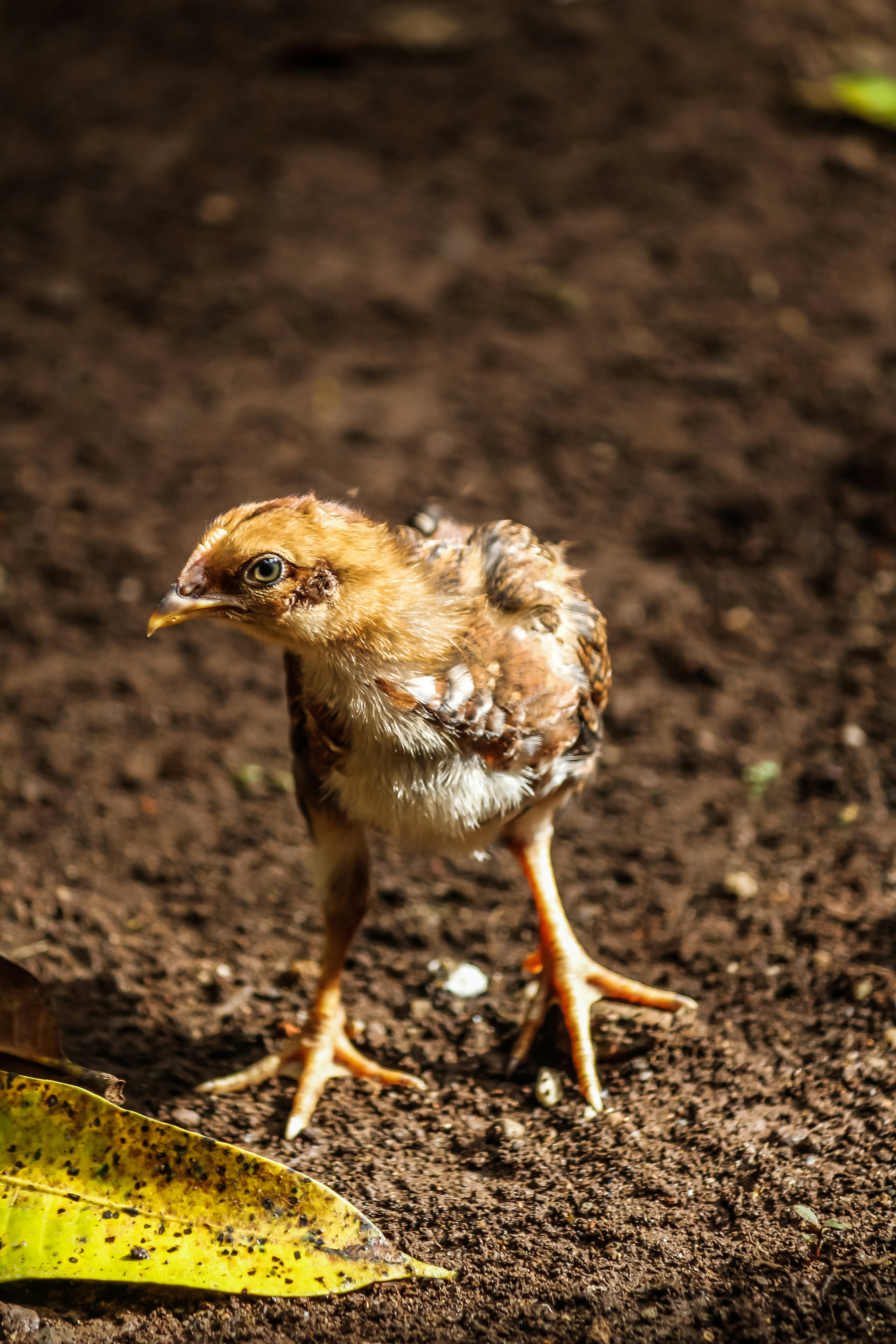 Curiosity in the Garden: A Young Chick's Exploration