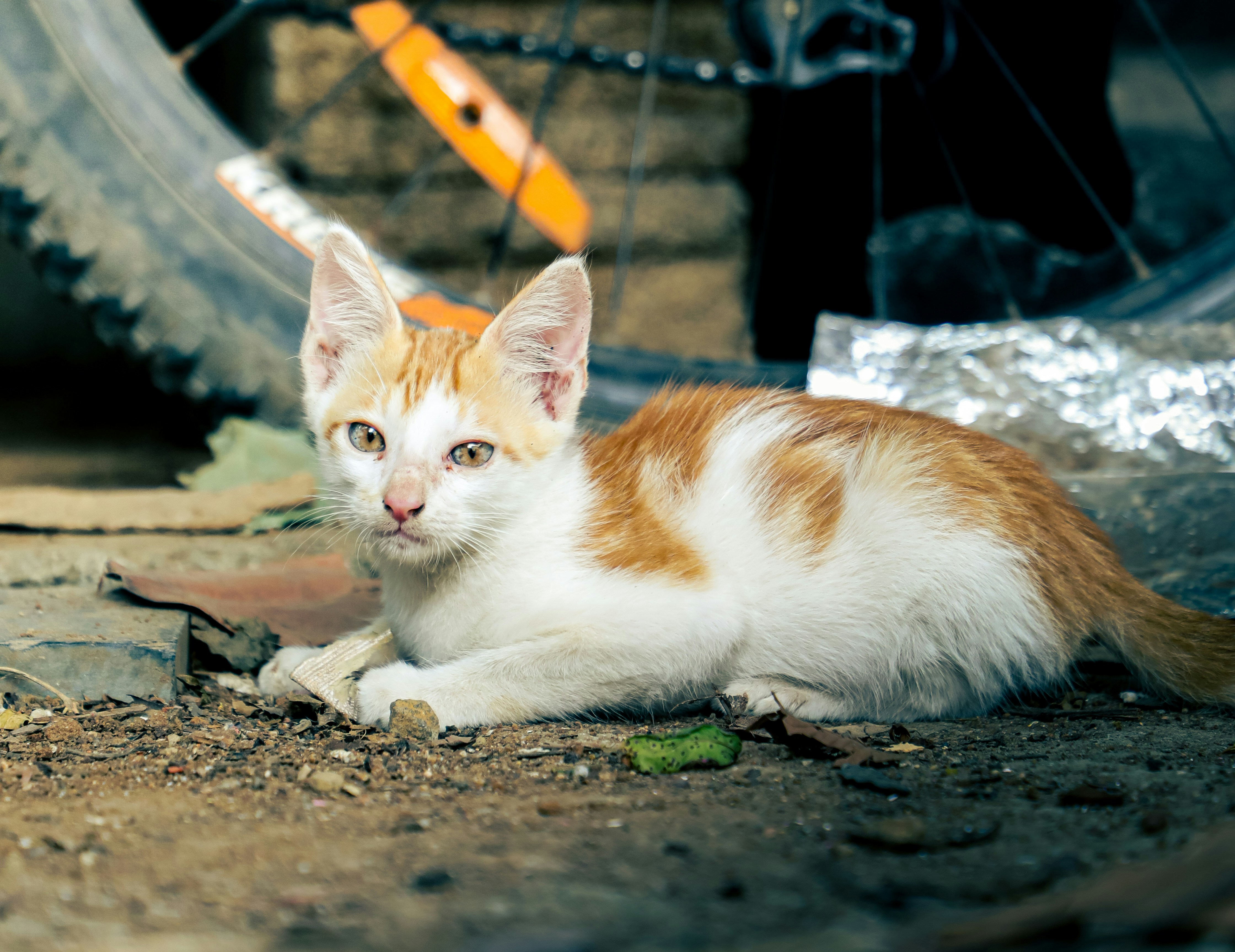 Amber-Eyed Kitten Pauses on a Gravel Stage Behind a Bicycle