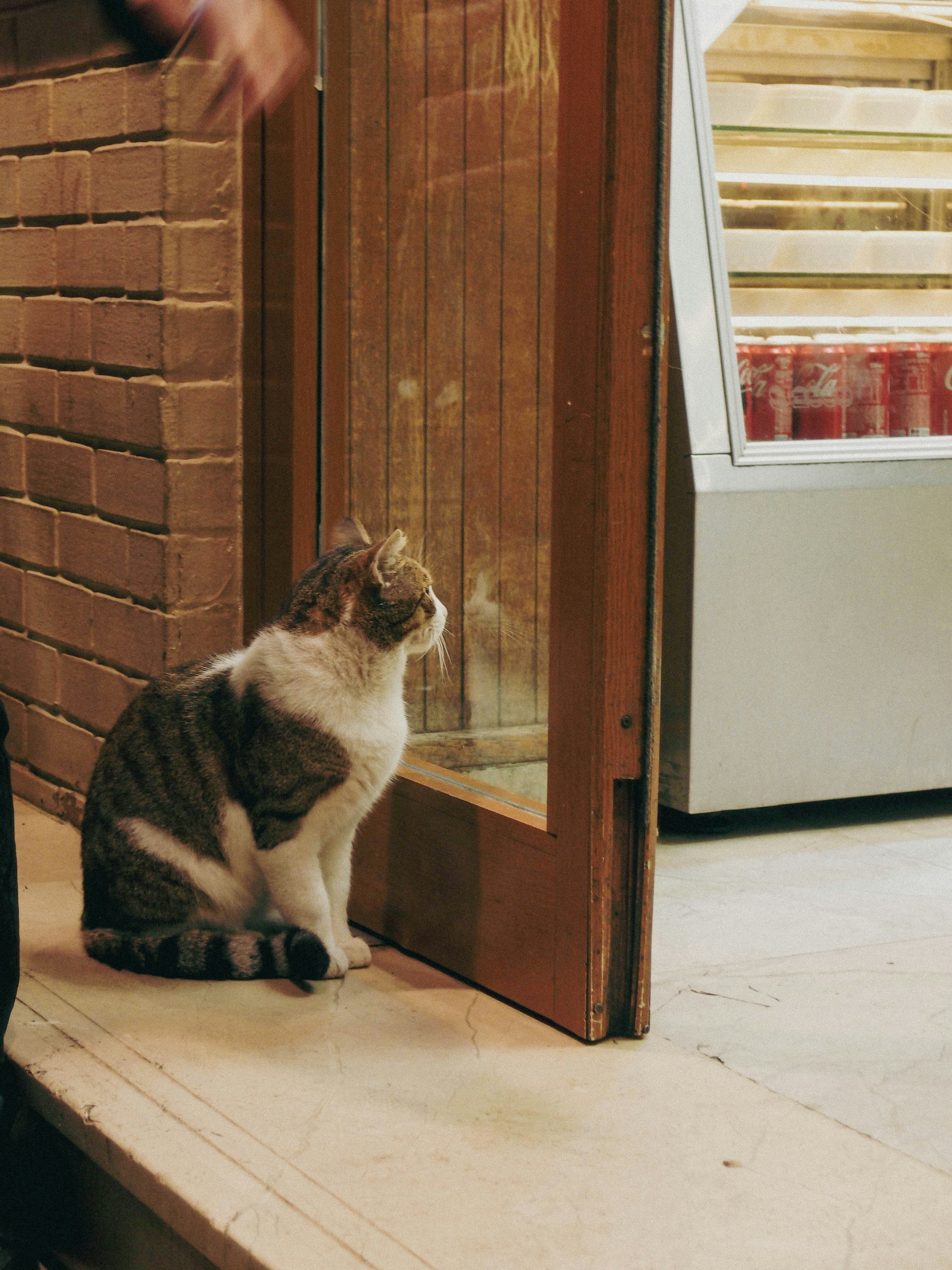 A tabby cat sits at the threshold of a brick storefront doorway, gazing toward a refrigerated display inside.