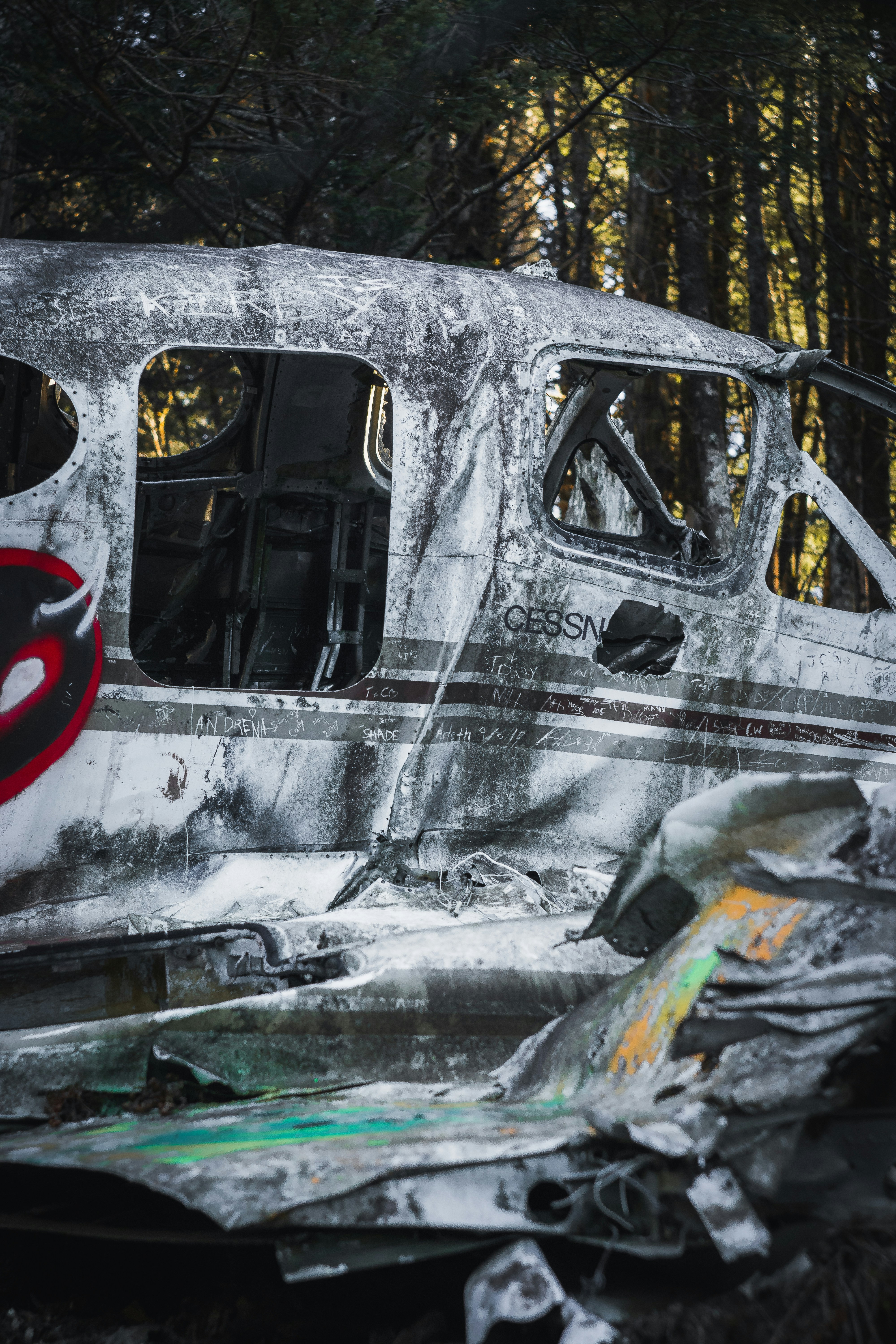 Charred Cessna Wreck Quietly Slips into a Pine Forest Afterglow