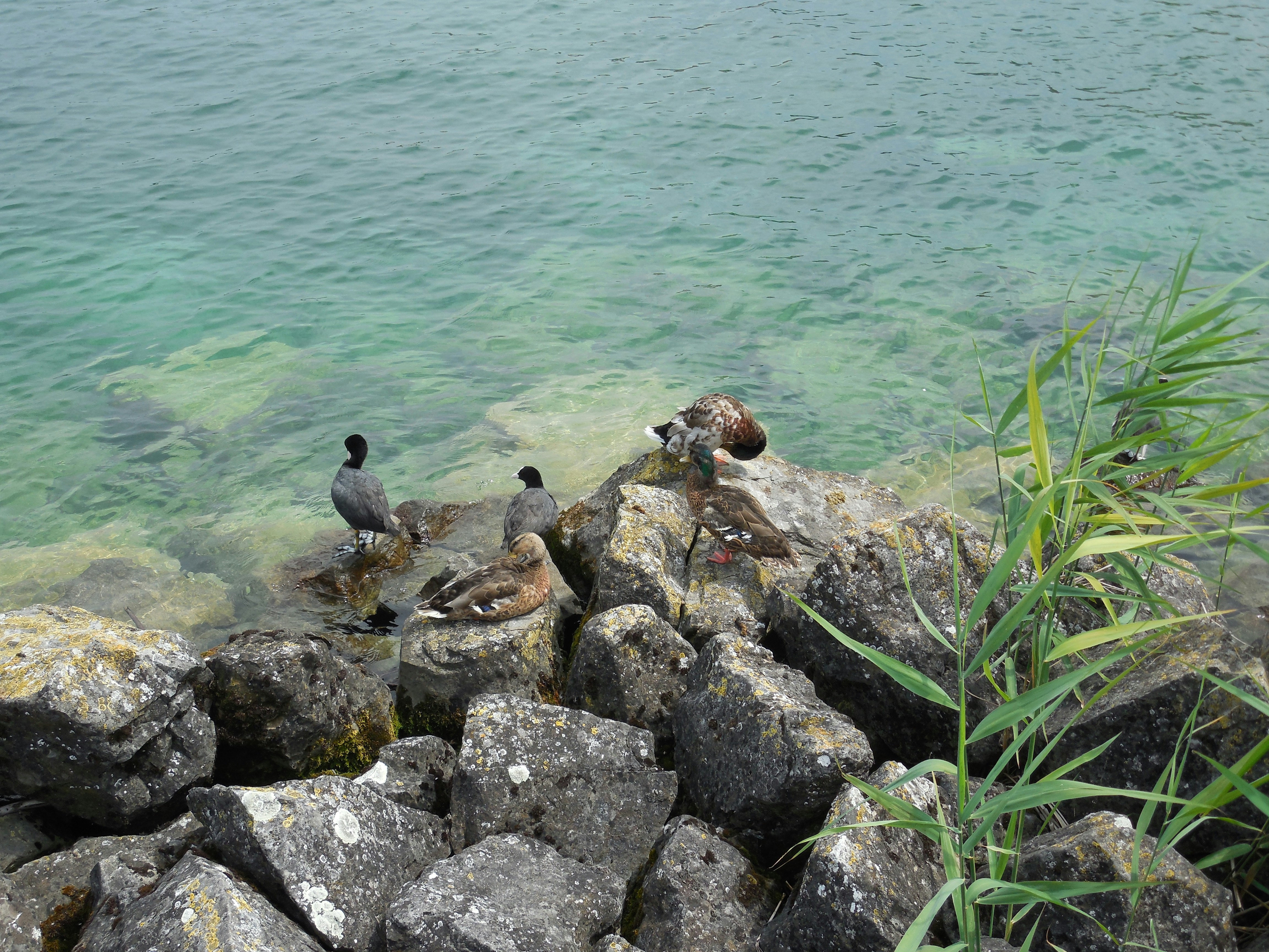Rocky shoreline refuge: ducks at the turquoise edge