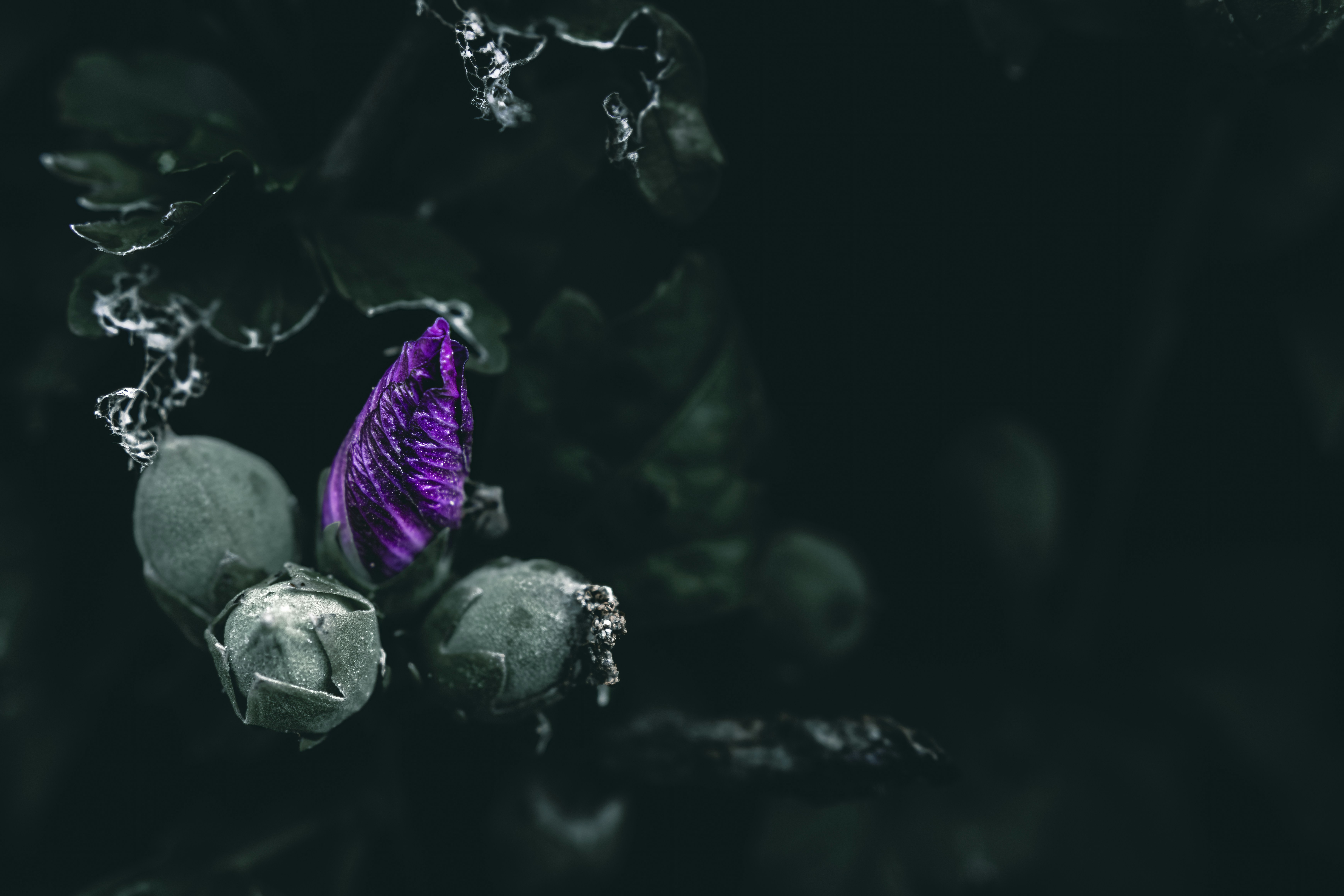 Shadowed Seed Pods Meet a Violet Gleam: a Macro Moment