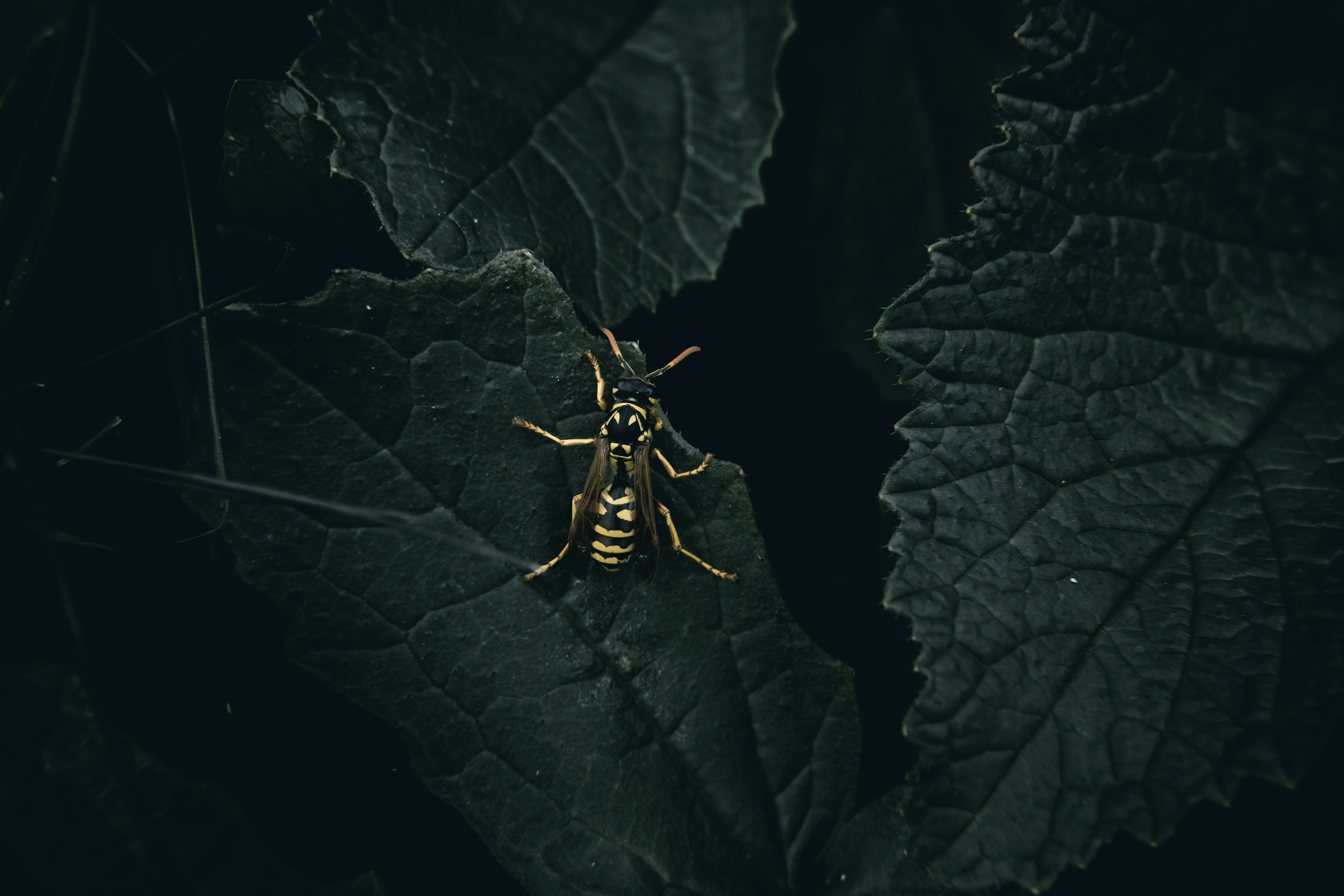 Gold-striped Bee on Dark Leaf Edge