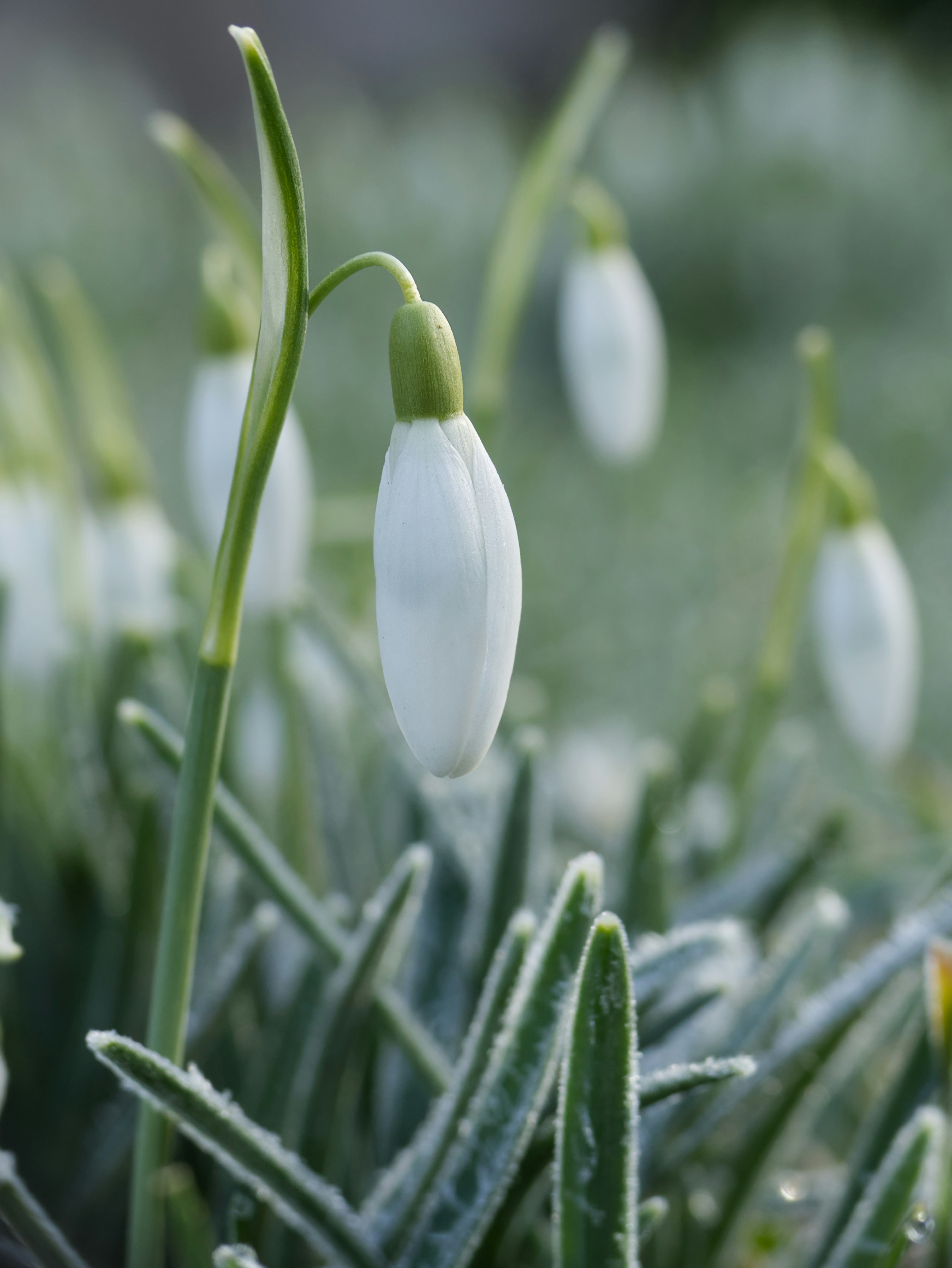 A close up of a snowdrop flower on a plant photo – Free Sprout Image on ...