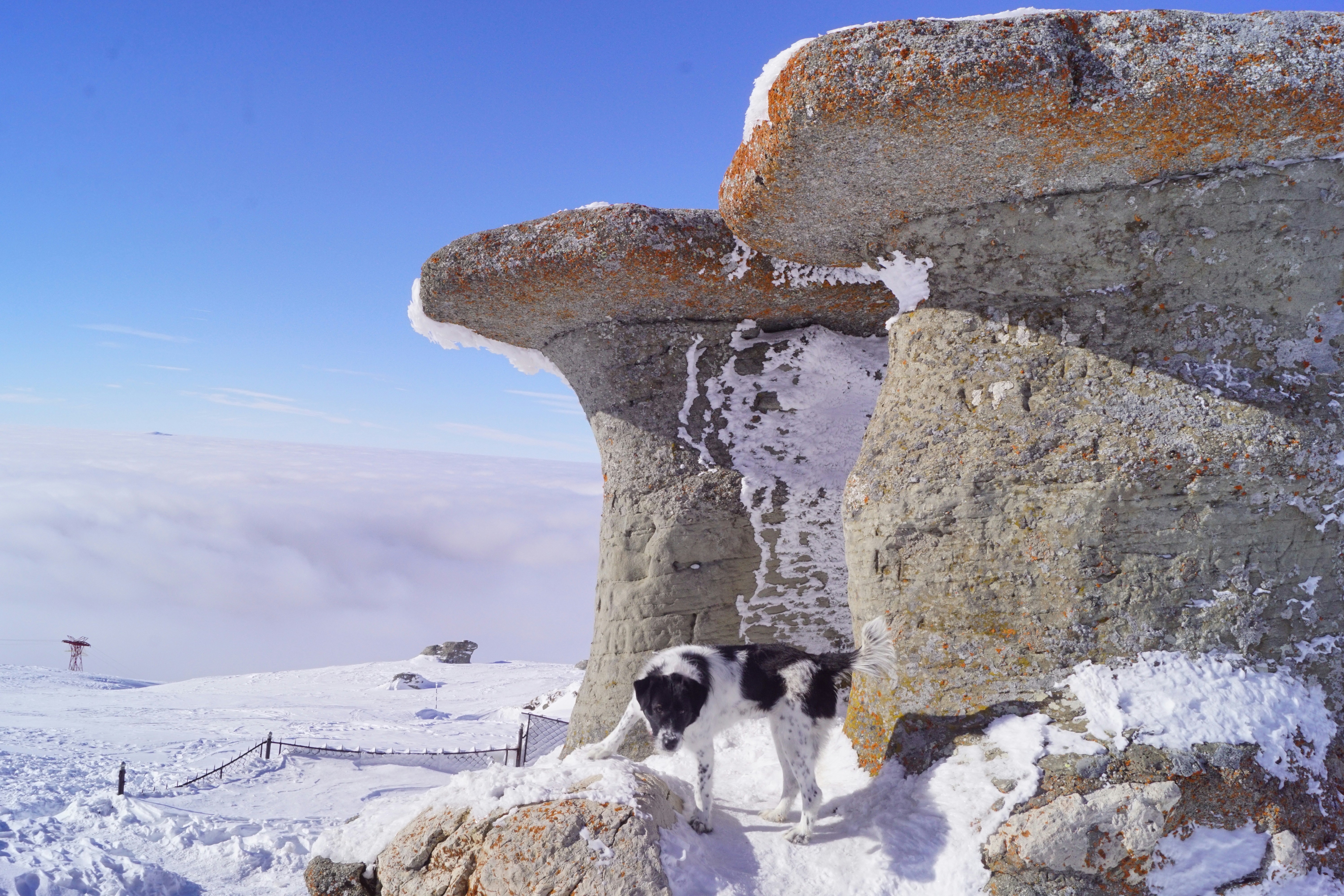 Snowbound Sentinel: Dog at the Mushroom Rock on a Snow-Capped Plateau