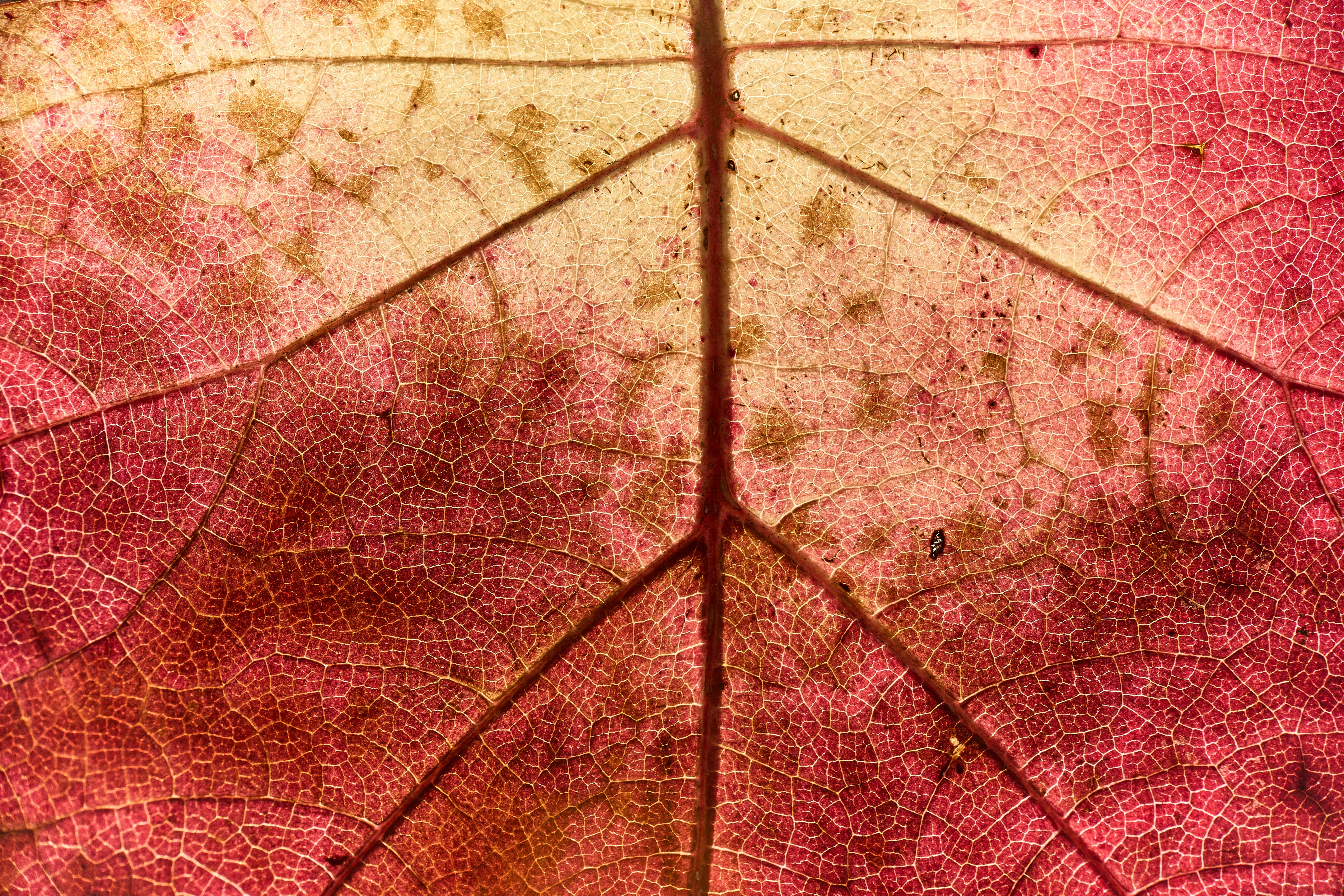 Crimson Lattice: Macro Portrait of Leaf Vein Network