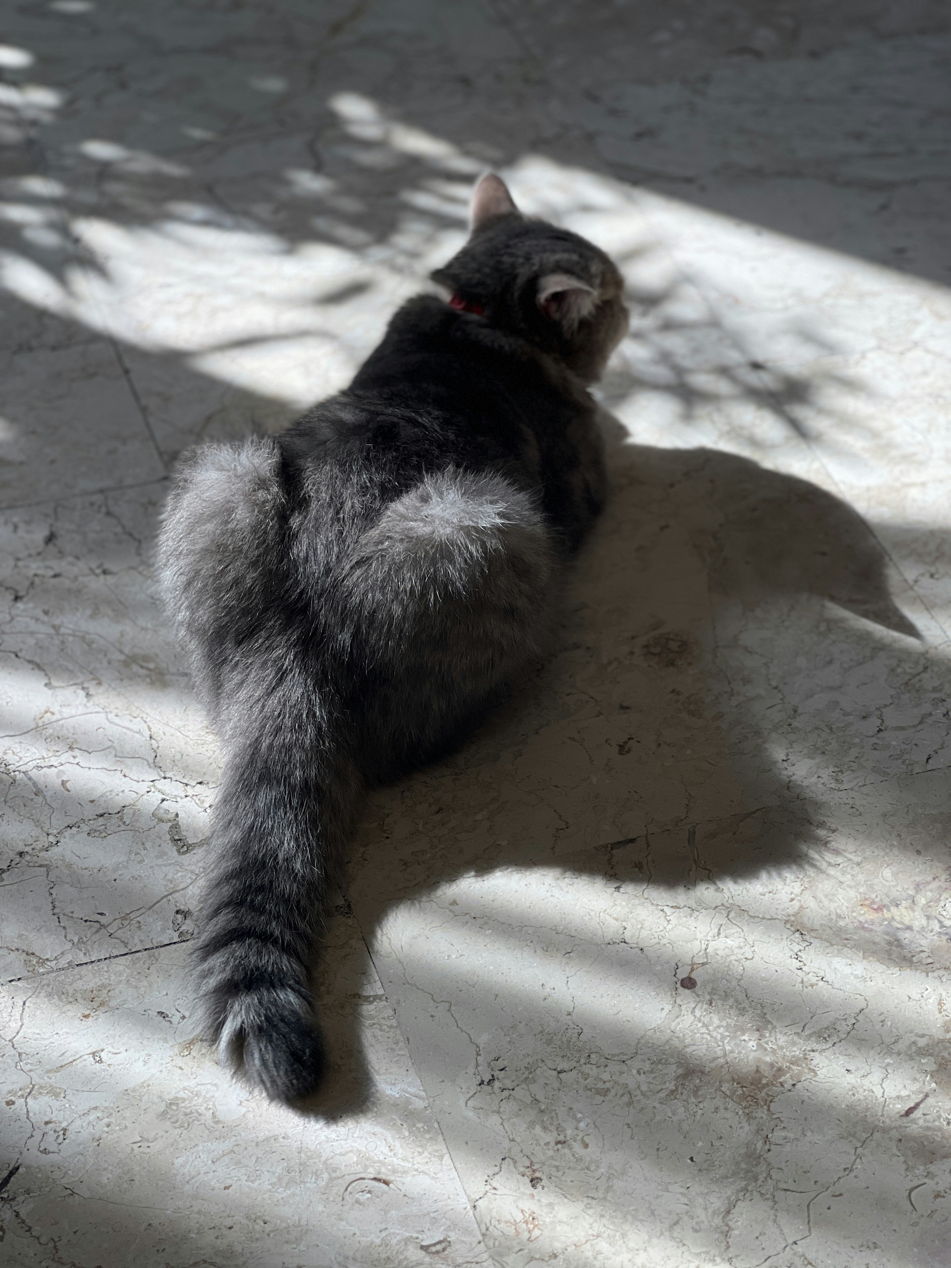 A cat laying on its back on the ground photo – Free Mammal Image on ...