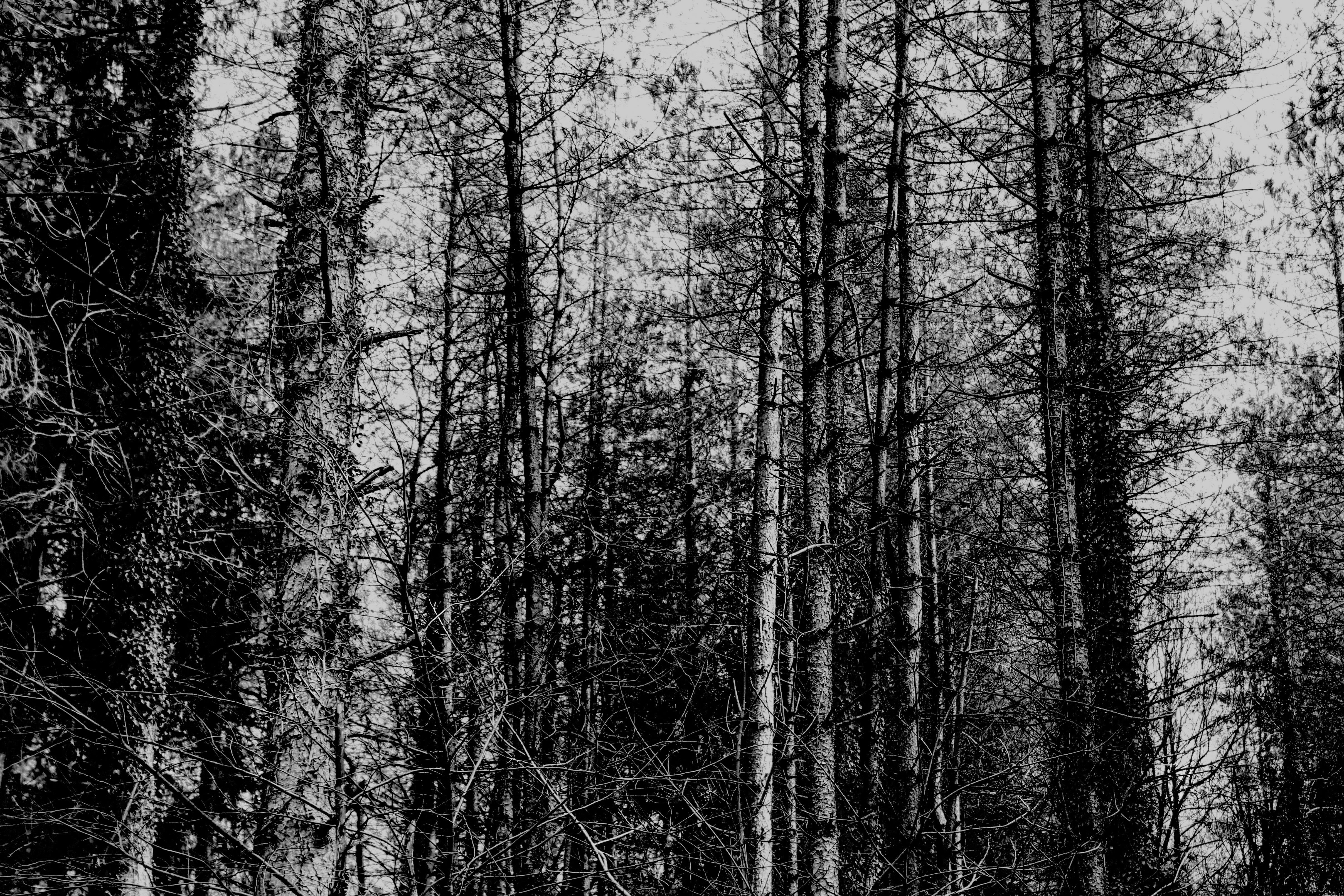 Tall, slender trees stretch skyward in a black and white forest scene.