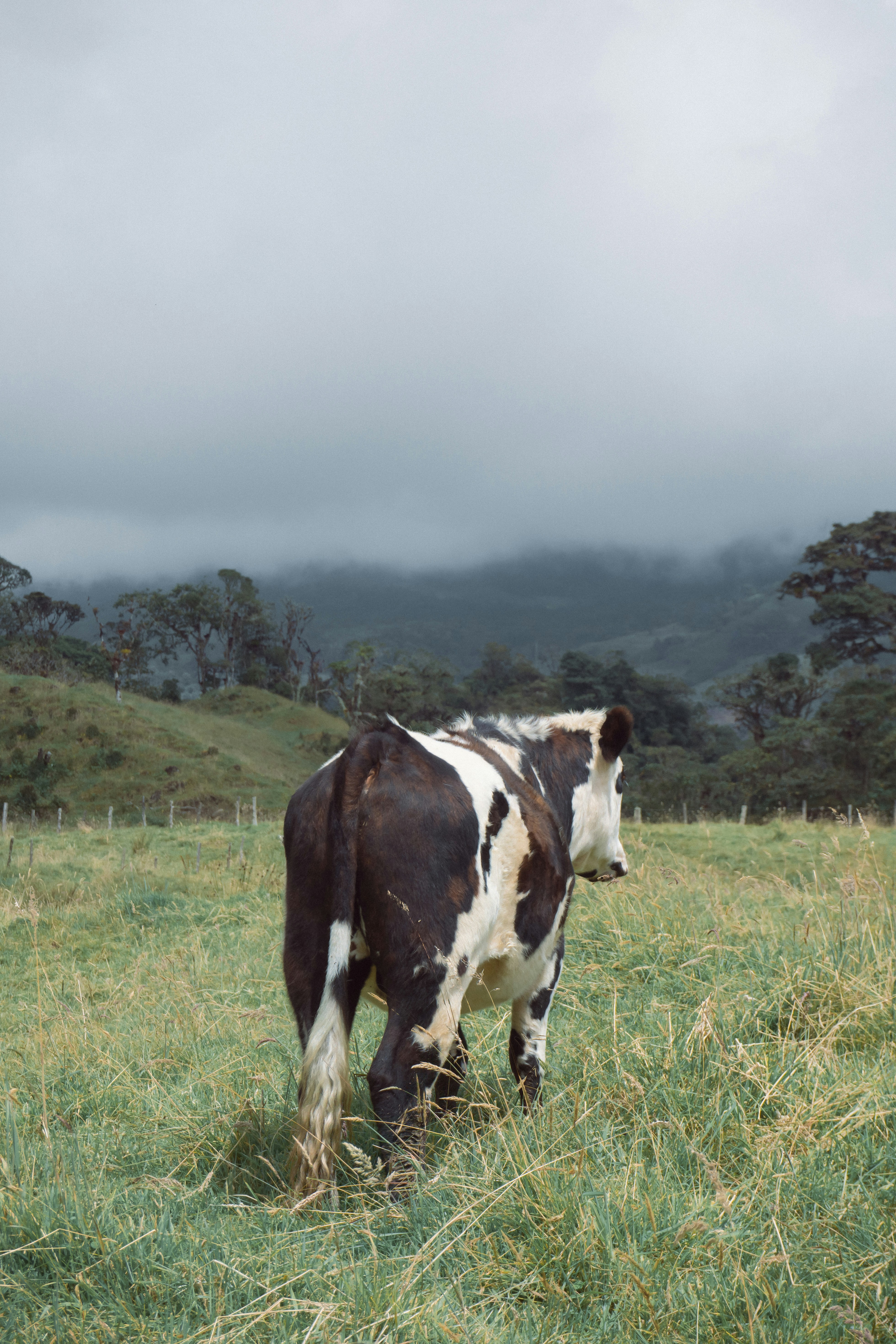 Holstein at the Clouded Horizon: A Quiet Meadow Portrait
