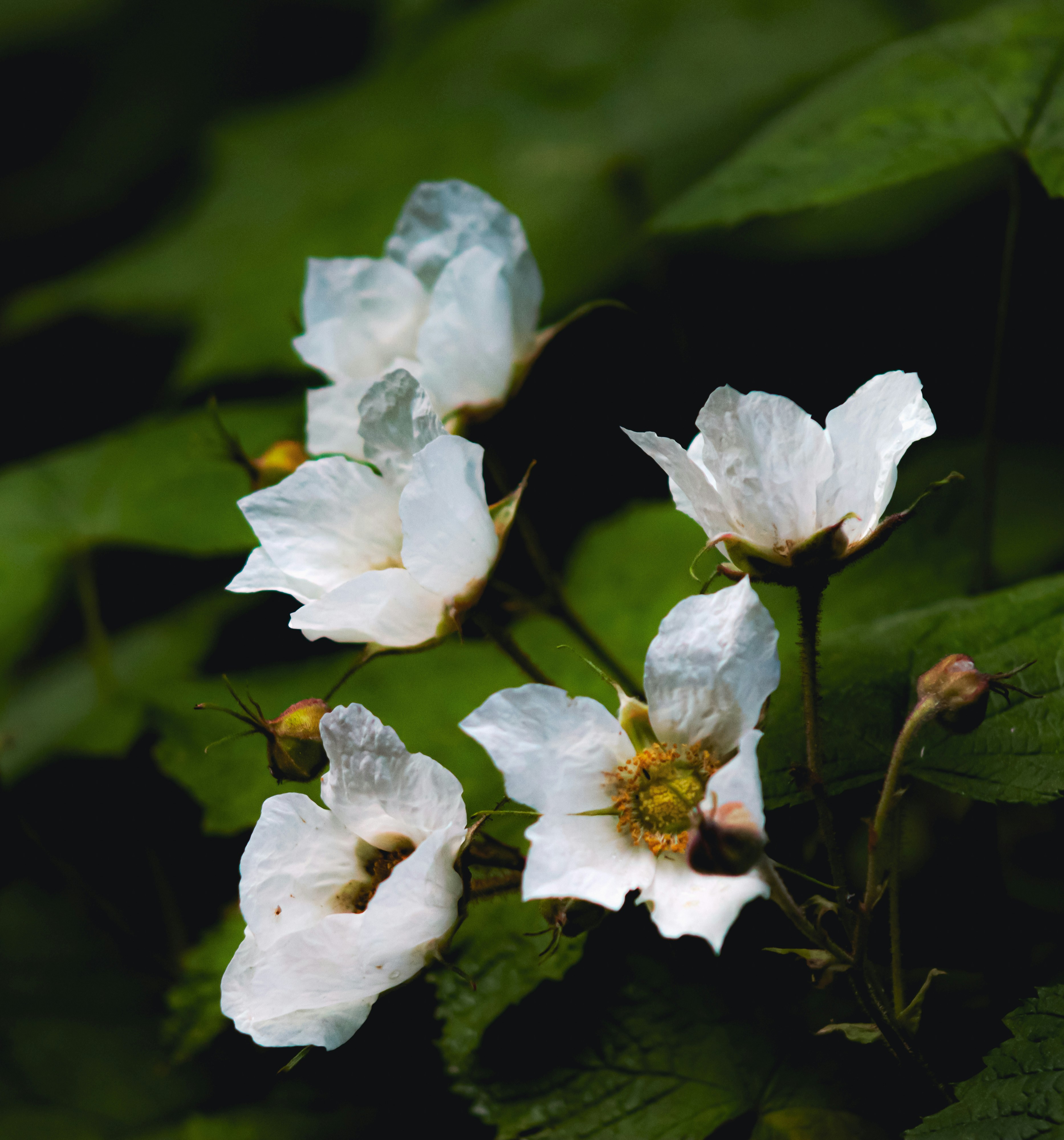 Chiaroscuro White Blooms in a Shadowed Green Garden
