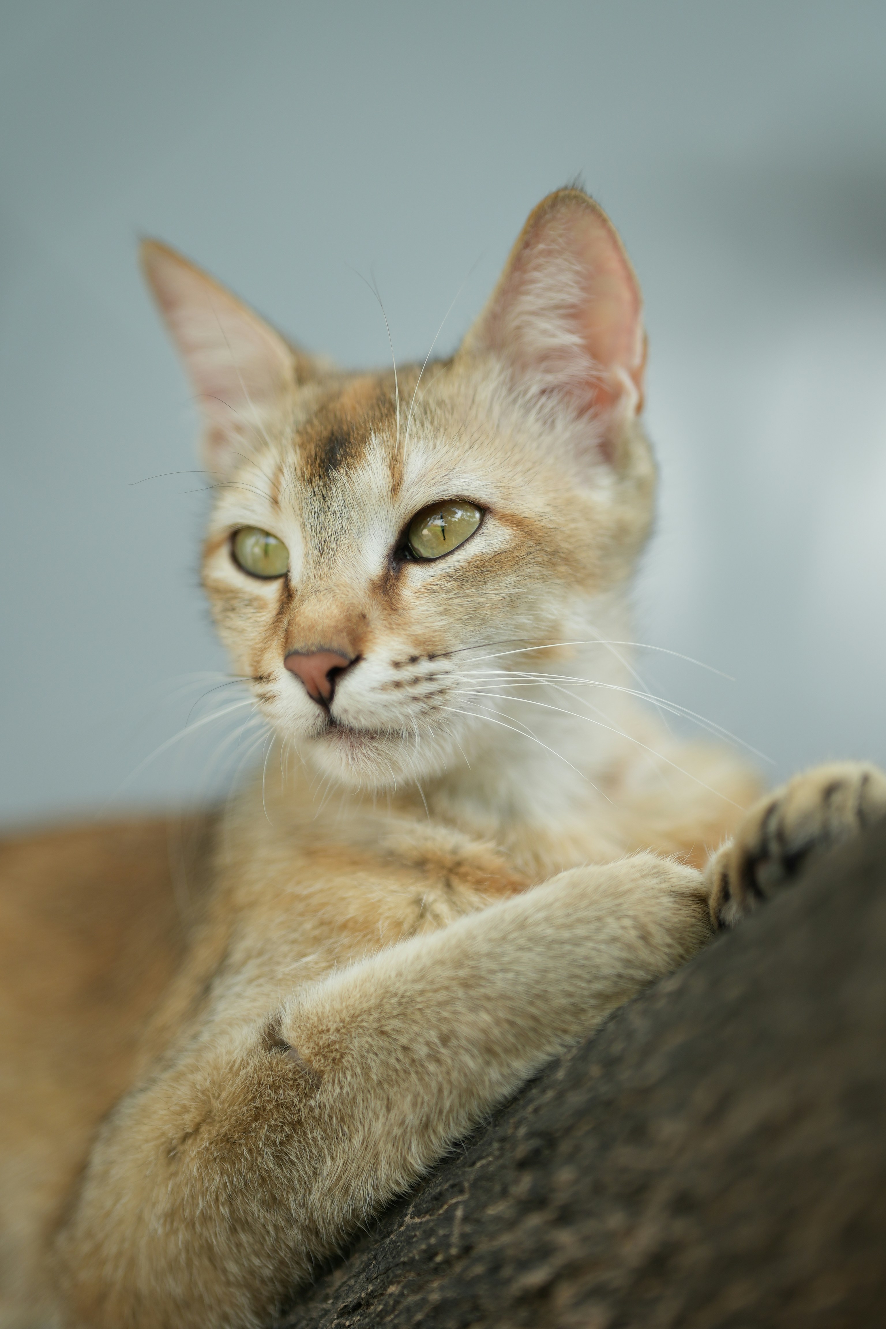 Cream Abyssinian Cat