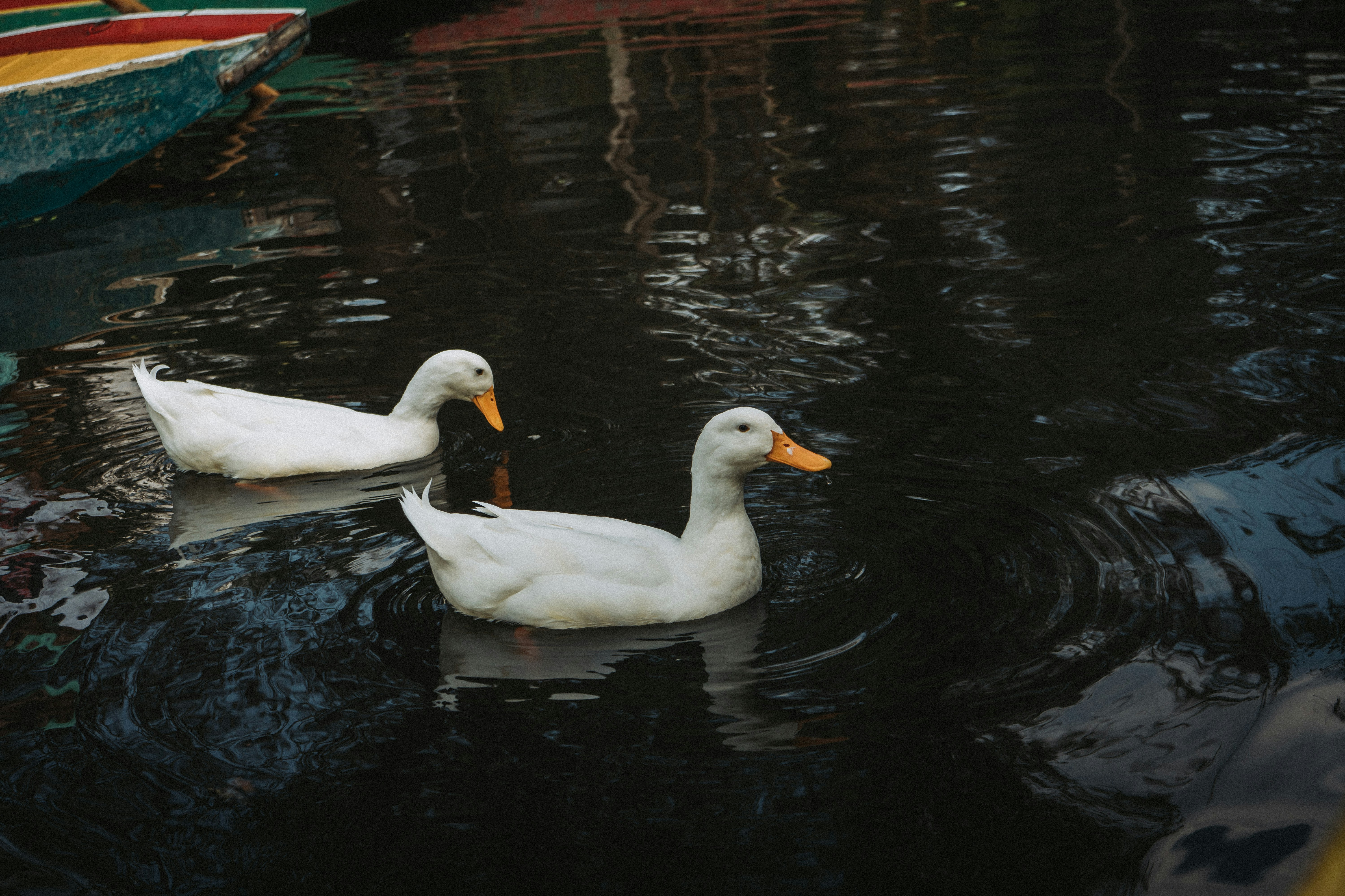 Velvet Harbor: Two White Ducks Glide Across Shadowed Water