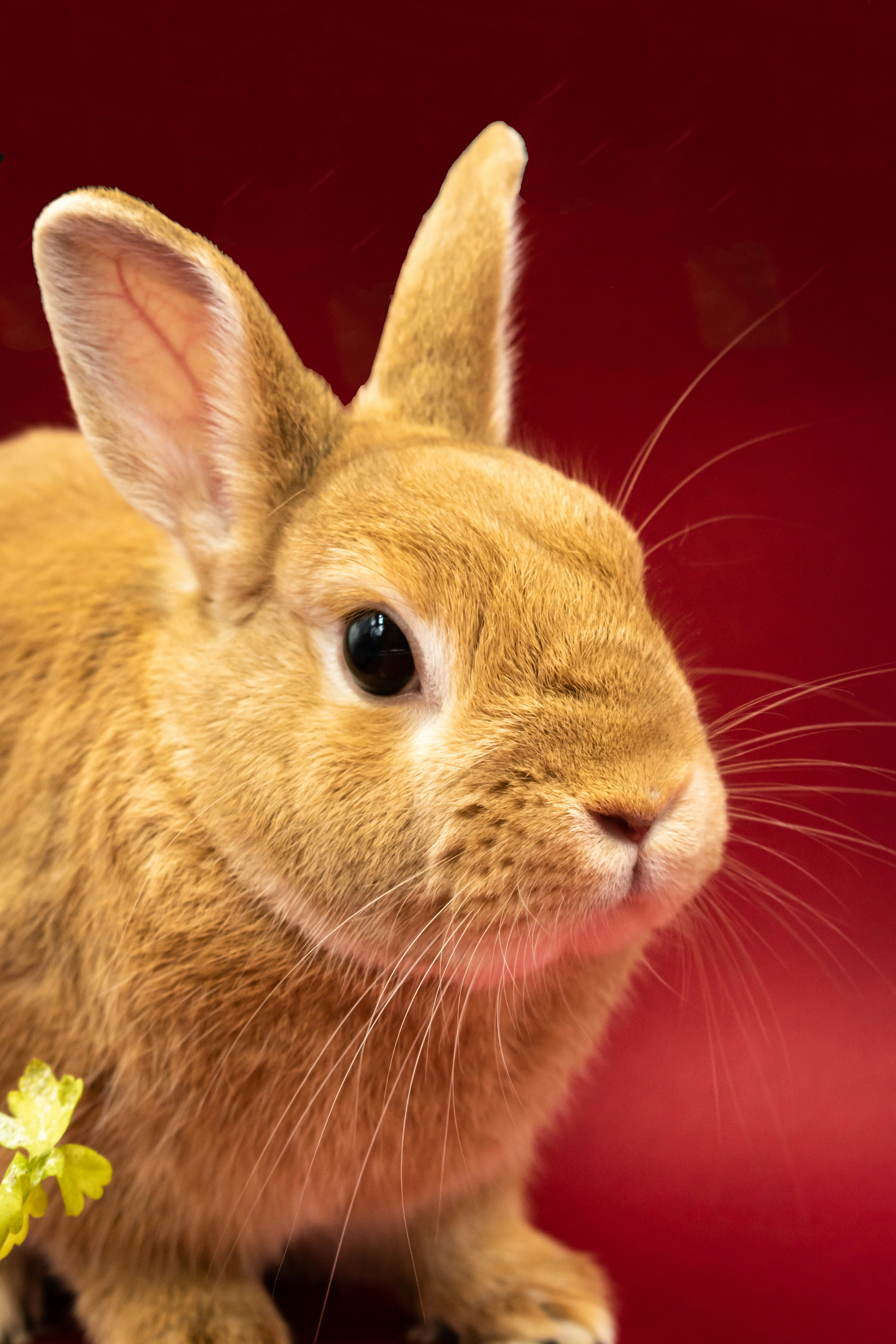 A close up of a small rabbit on a table photo – Free Background Image ...