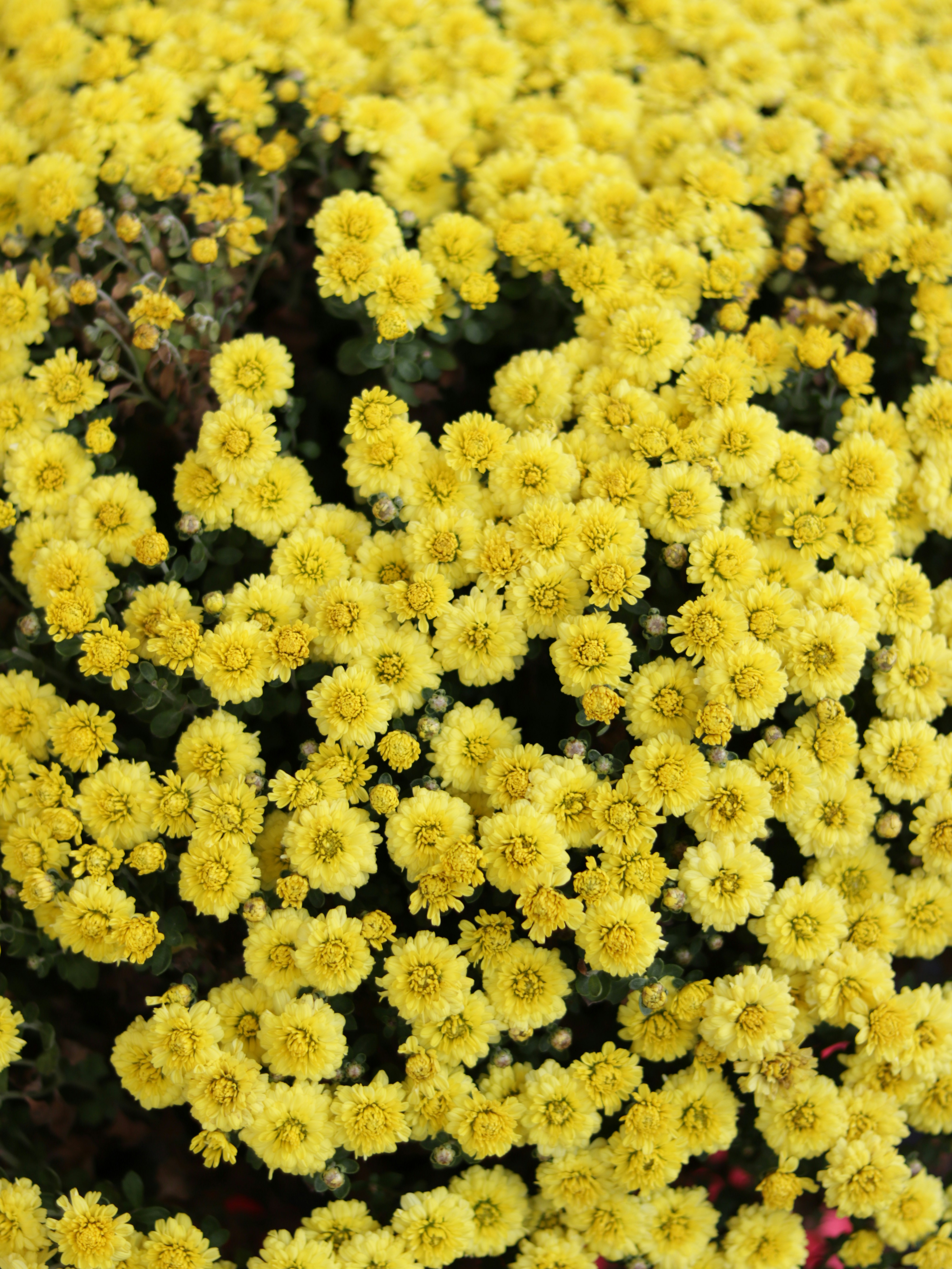 Sunlit Carpet of Golden Pompon Blooms