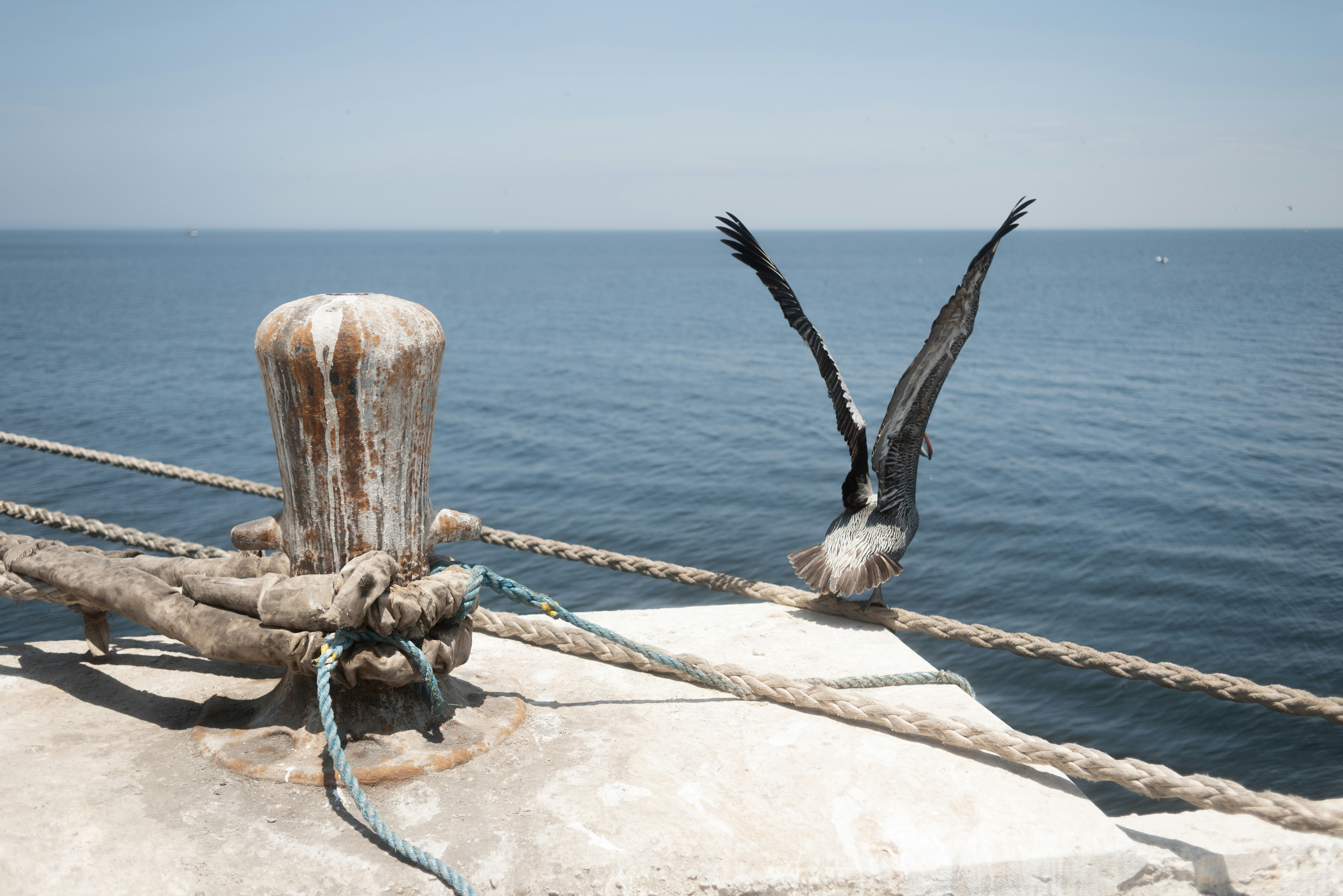 Winged defiance at a weathered pier