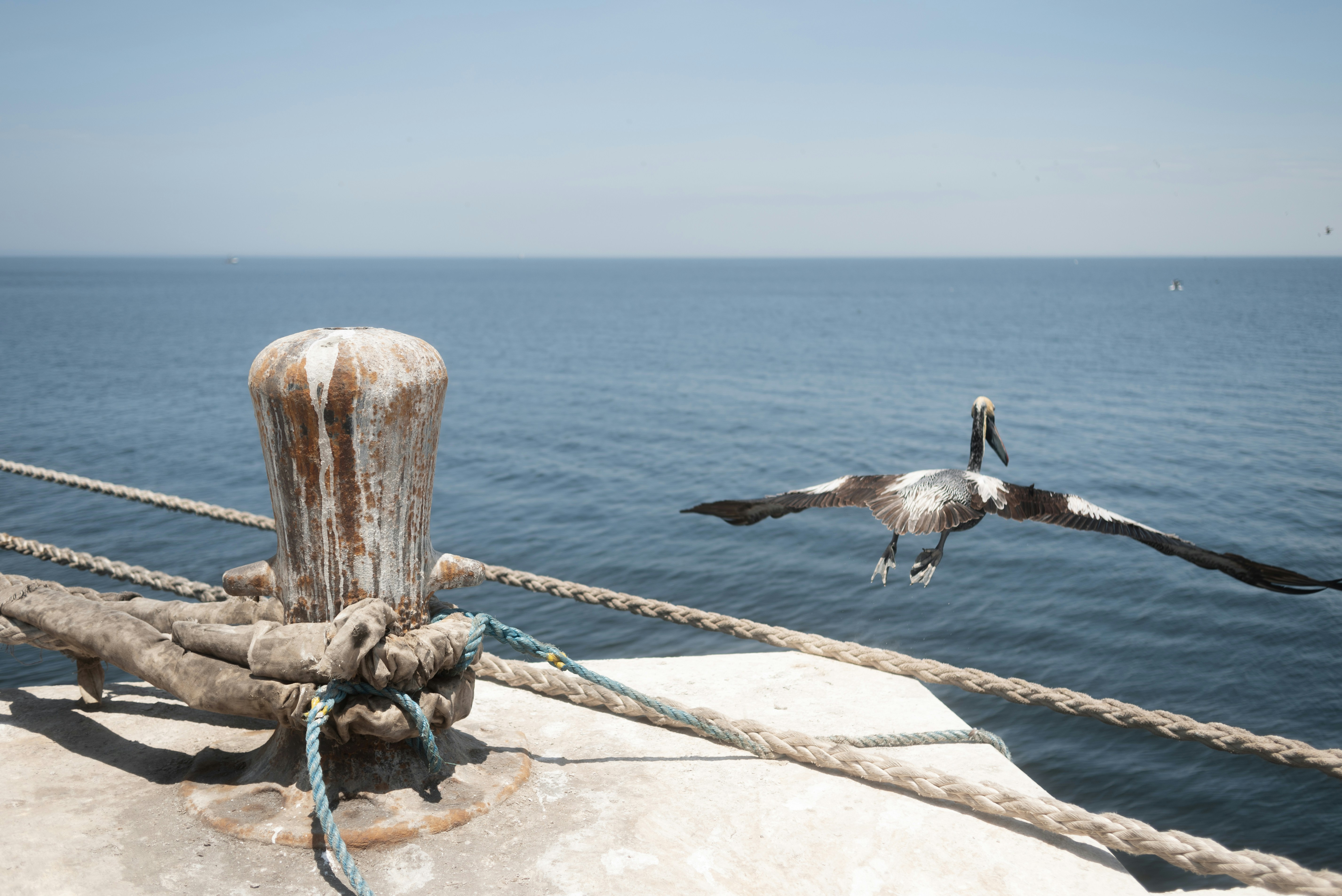 Rusted Mooring Post and a Gull in Flight Over a Quiet Sea