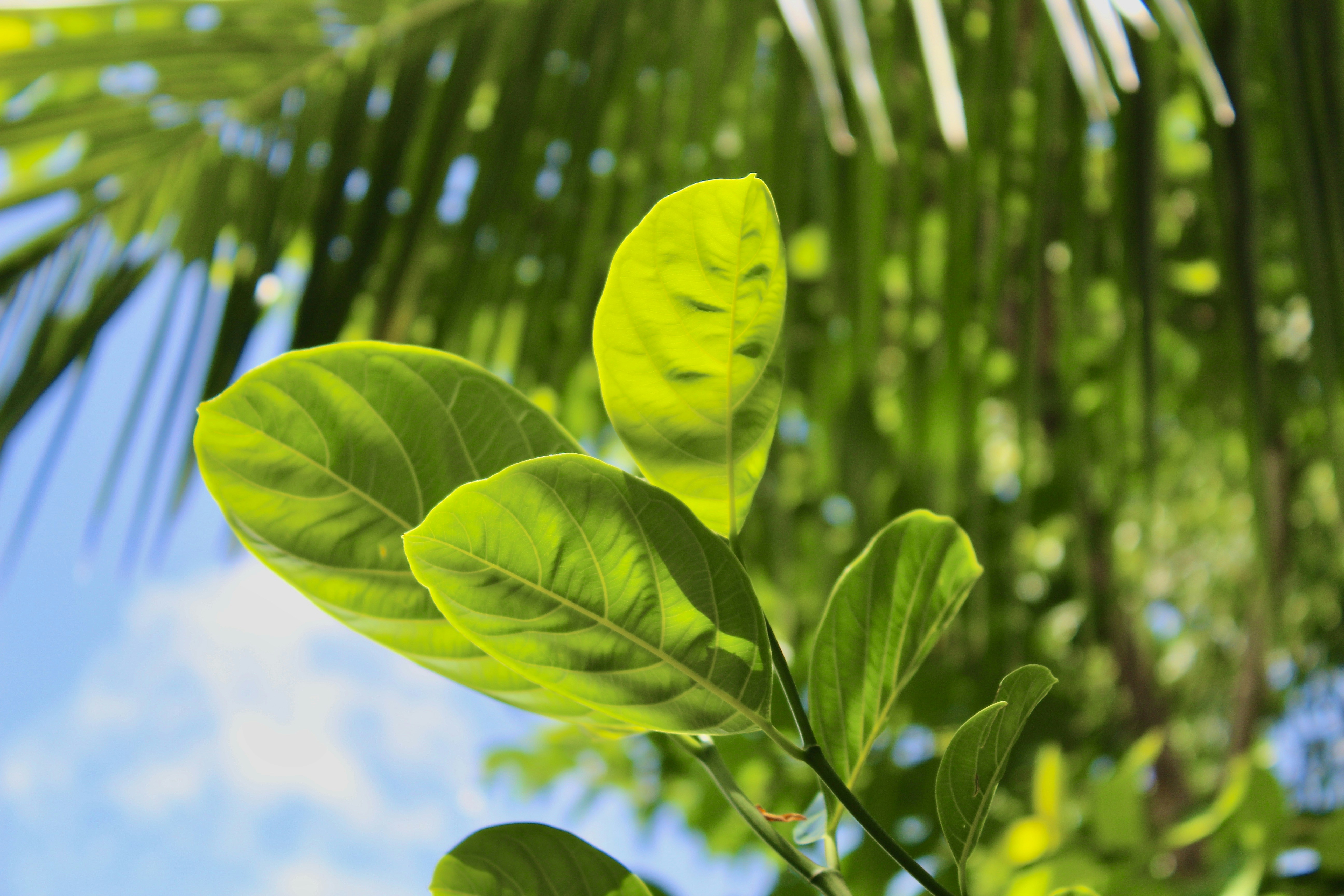 Emerald Backlight: Sunlit Foliage Against a Palm-Dotted Sky
