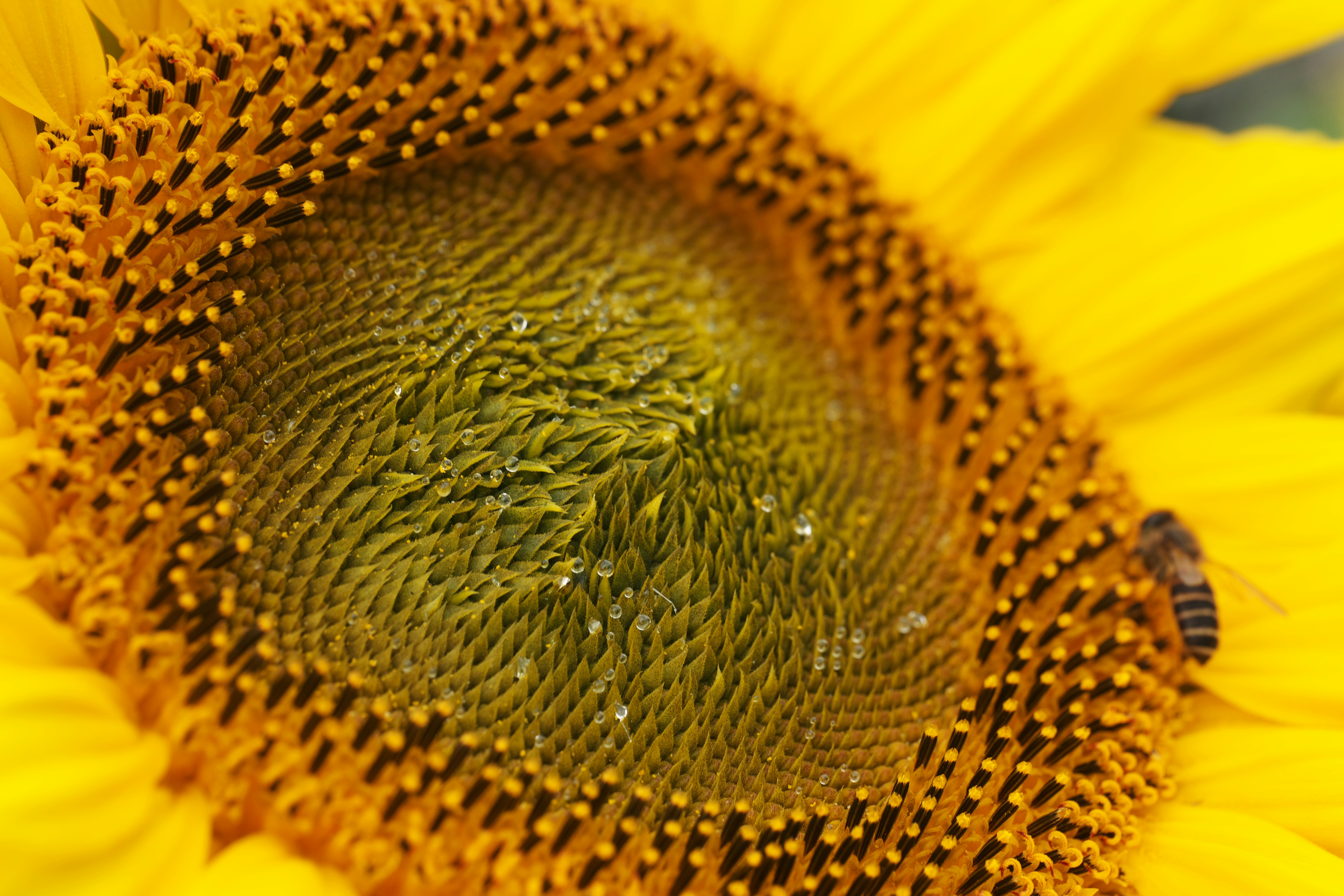 Spiral Heart at the Edge: A Bee on a Sunflower Macro