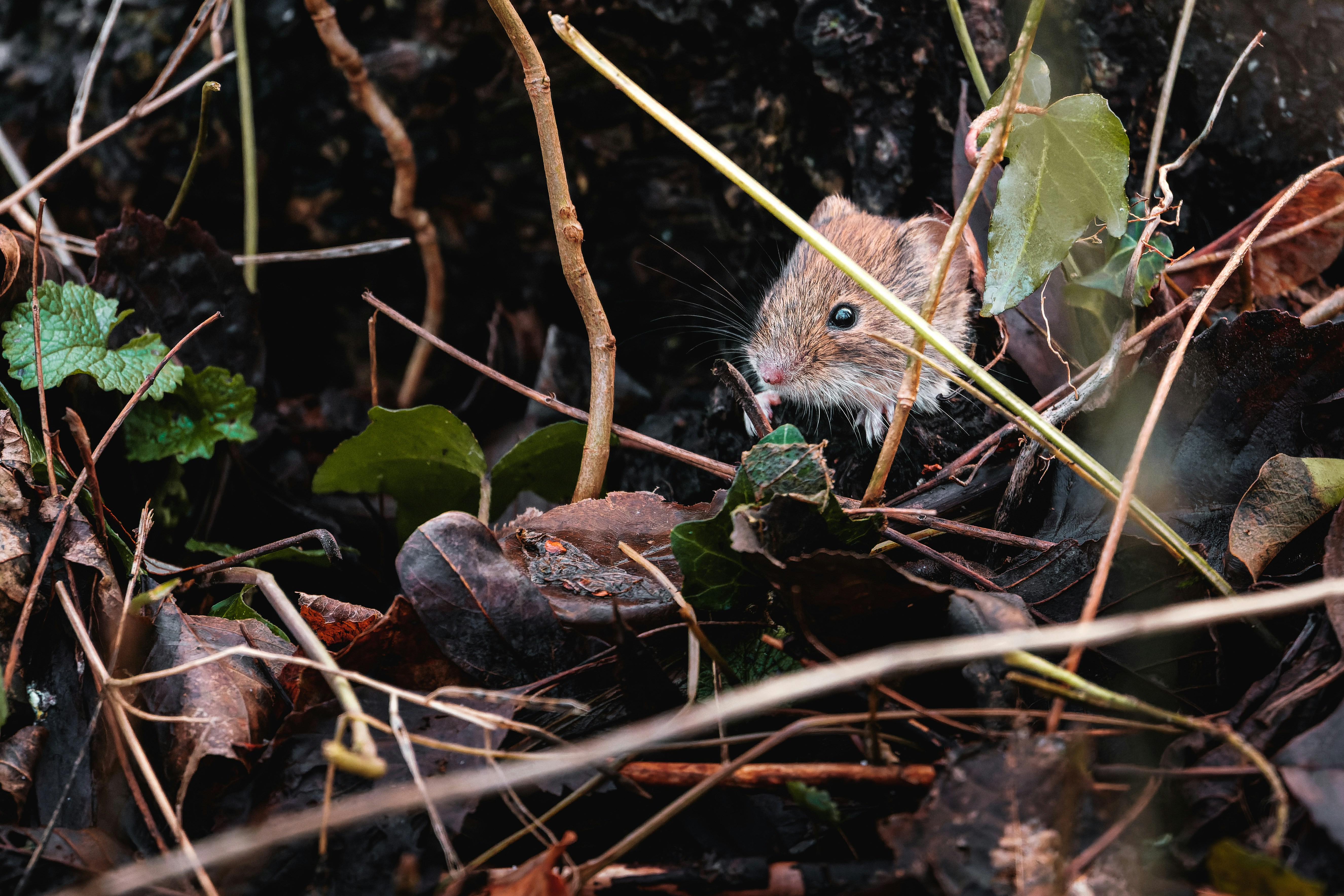 A small rodent eating a leaf in the woods photo – Free Animal Image on ...