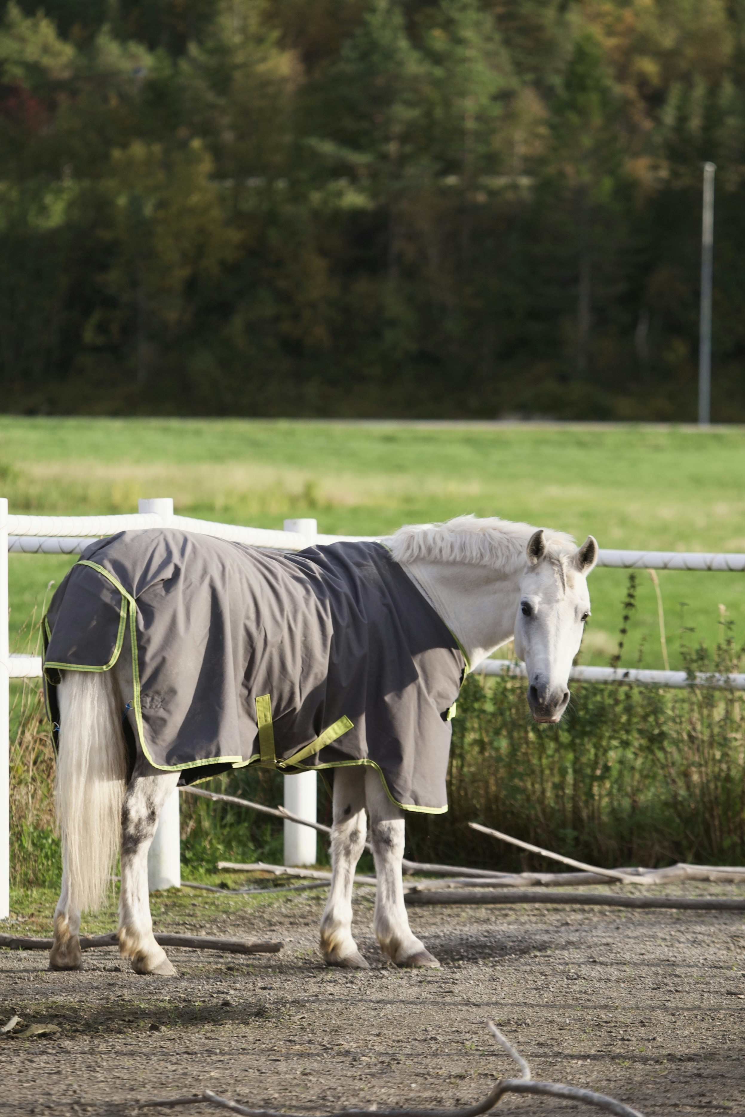 Blanket-Clad Grey Horse at the Paddock Fence in Quiet Afternoon Light