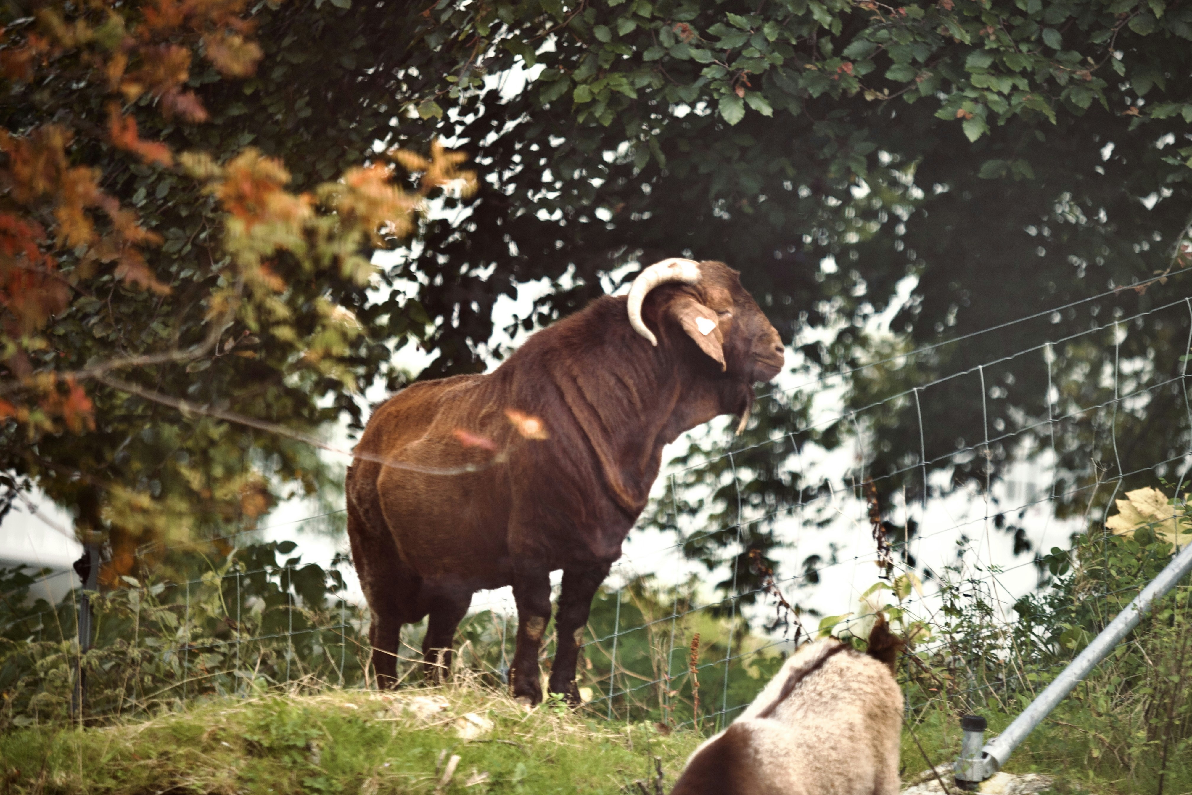Ridge Ram at the Fence: A Quiet Sentinel on the Hill
