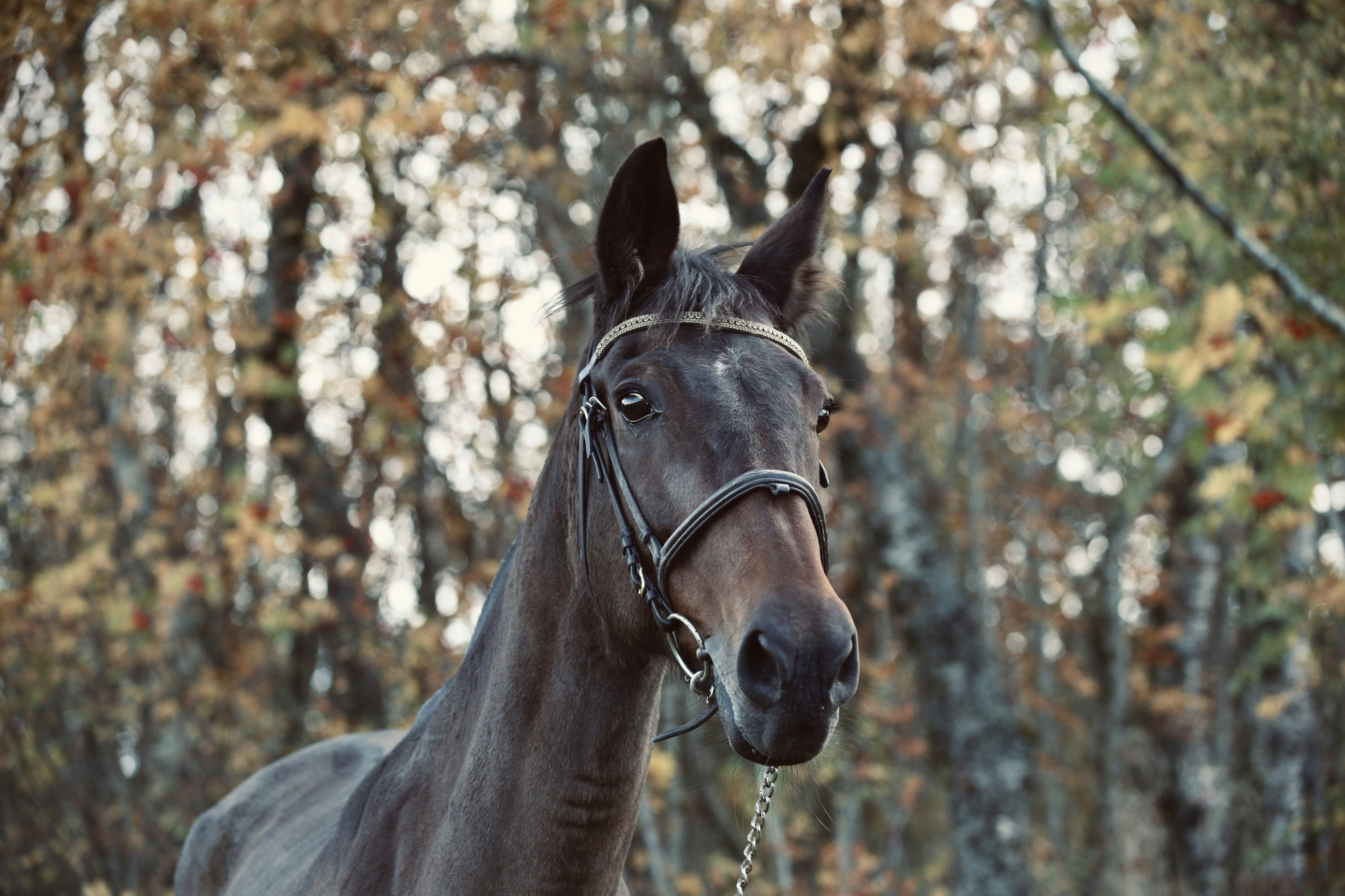 Tack Pictures | Download Free Images on Unsplash