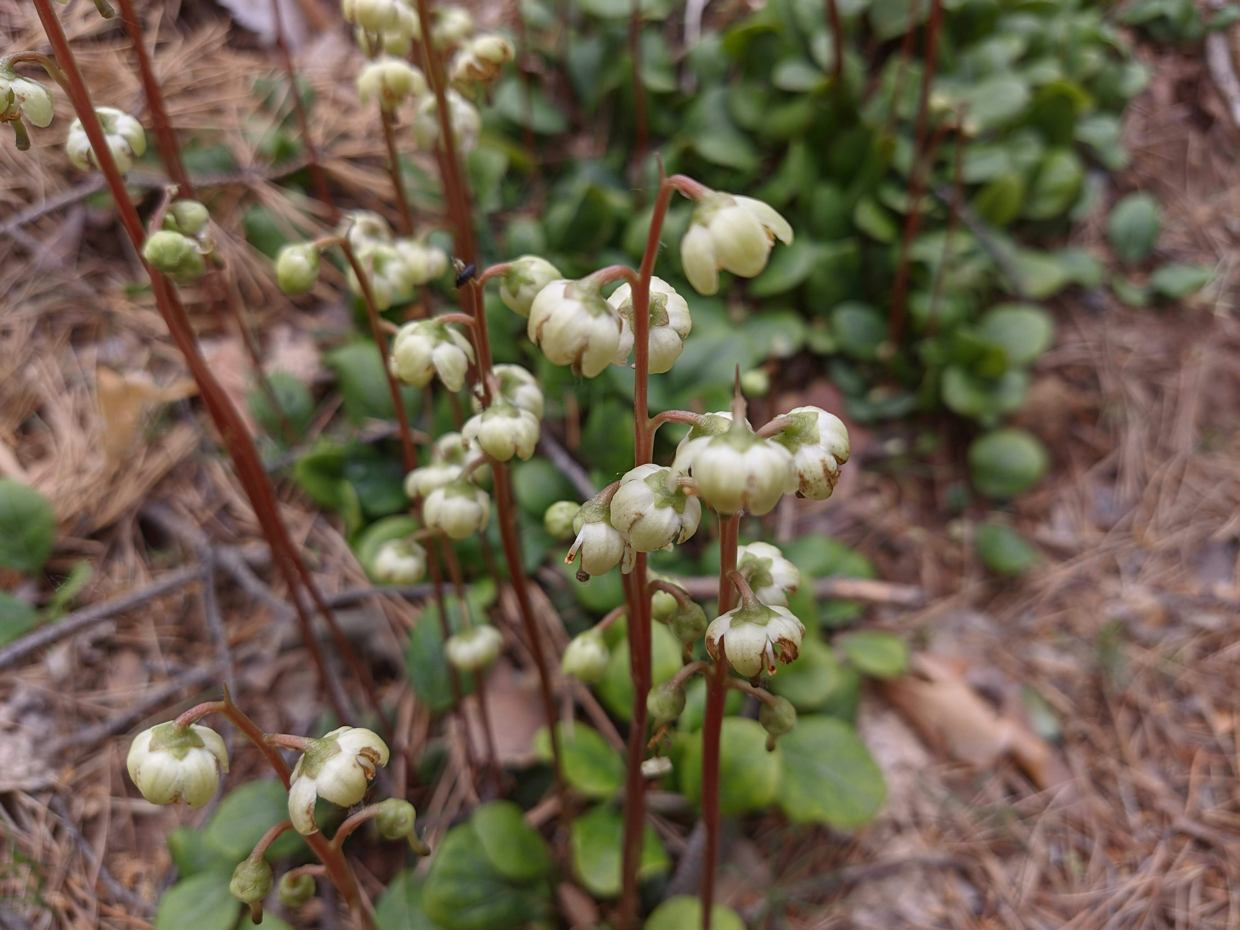Cluster of delicate white flowers with curved stems surrounded by lush green leaves on a forest floor.
