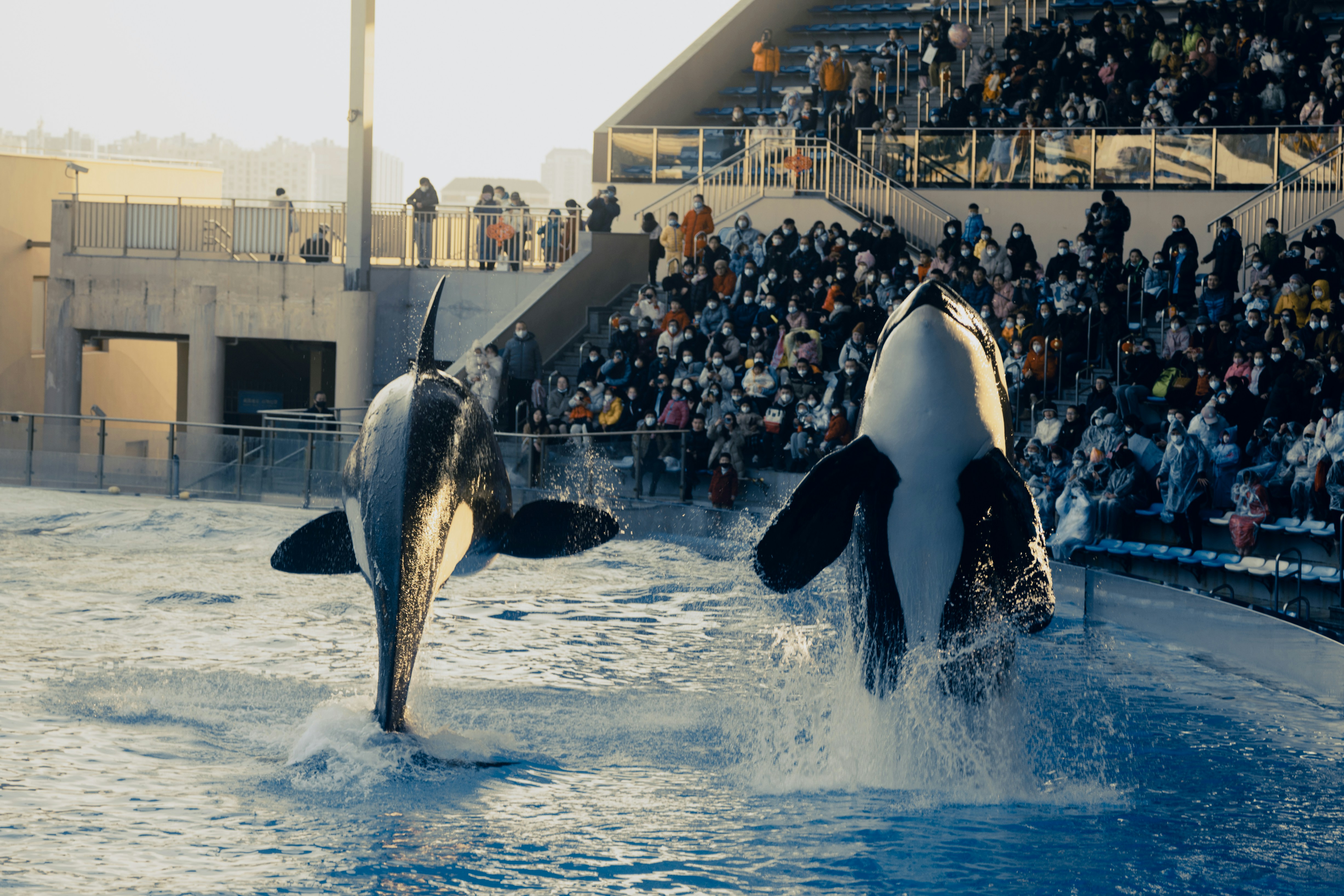A couple of orca jumping out of the water photo – Free Animal Image on ...