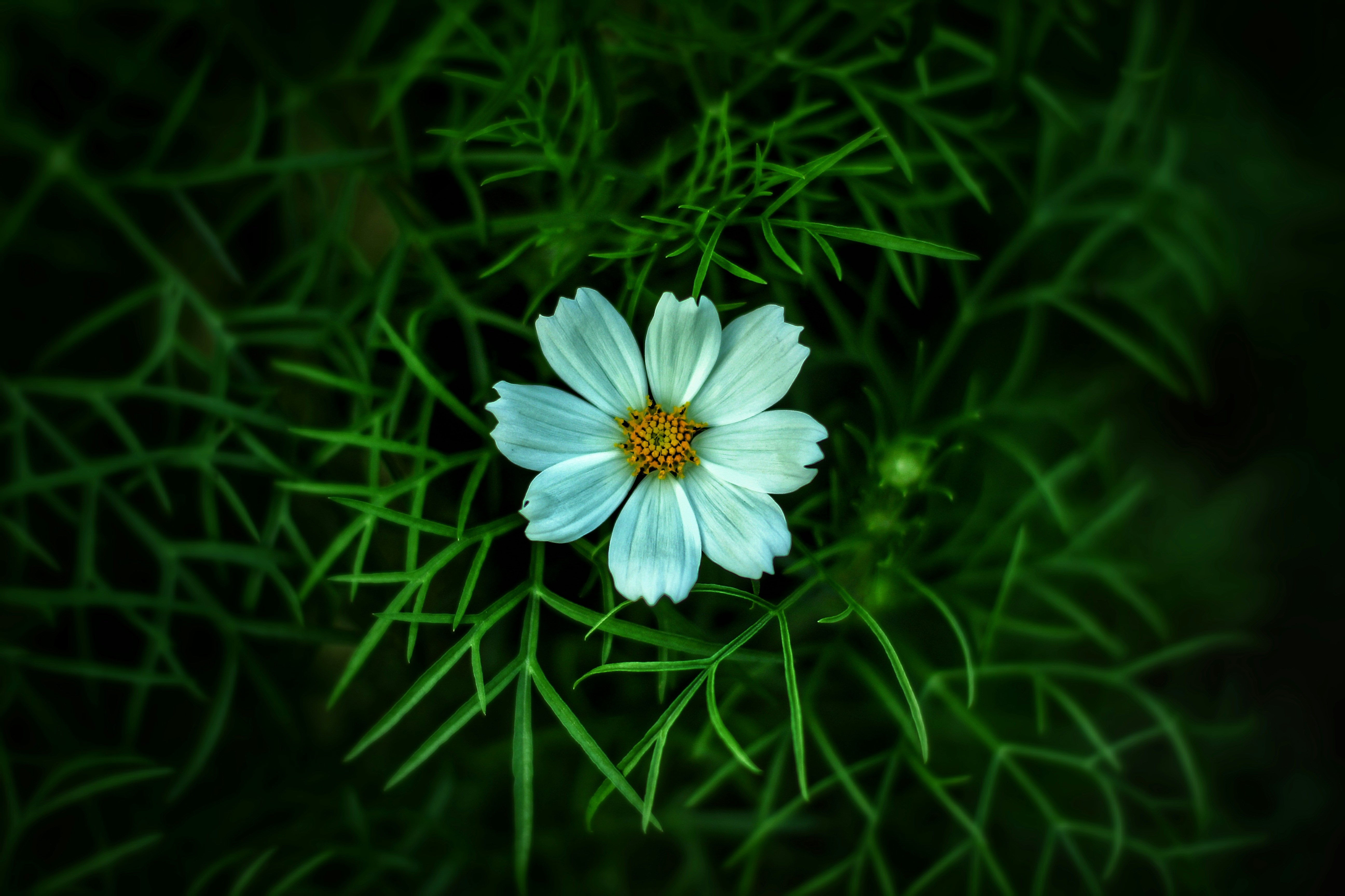 Blue Bloom in a Sea of Green Fronds
