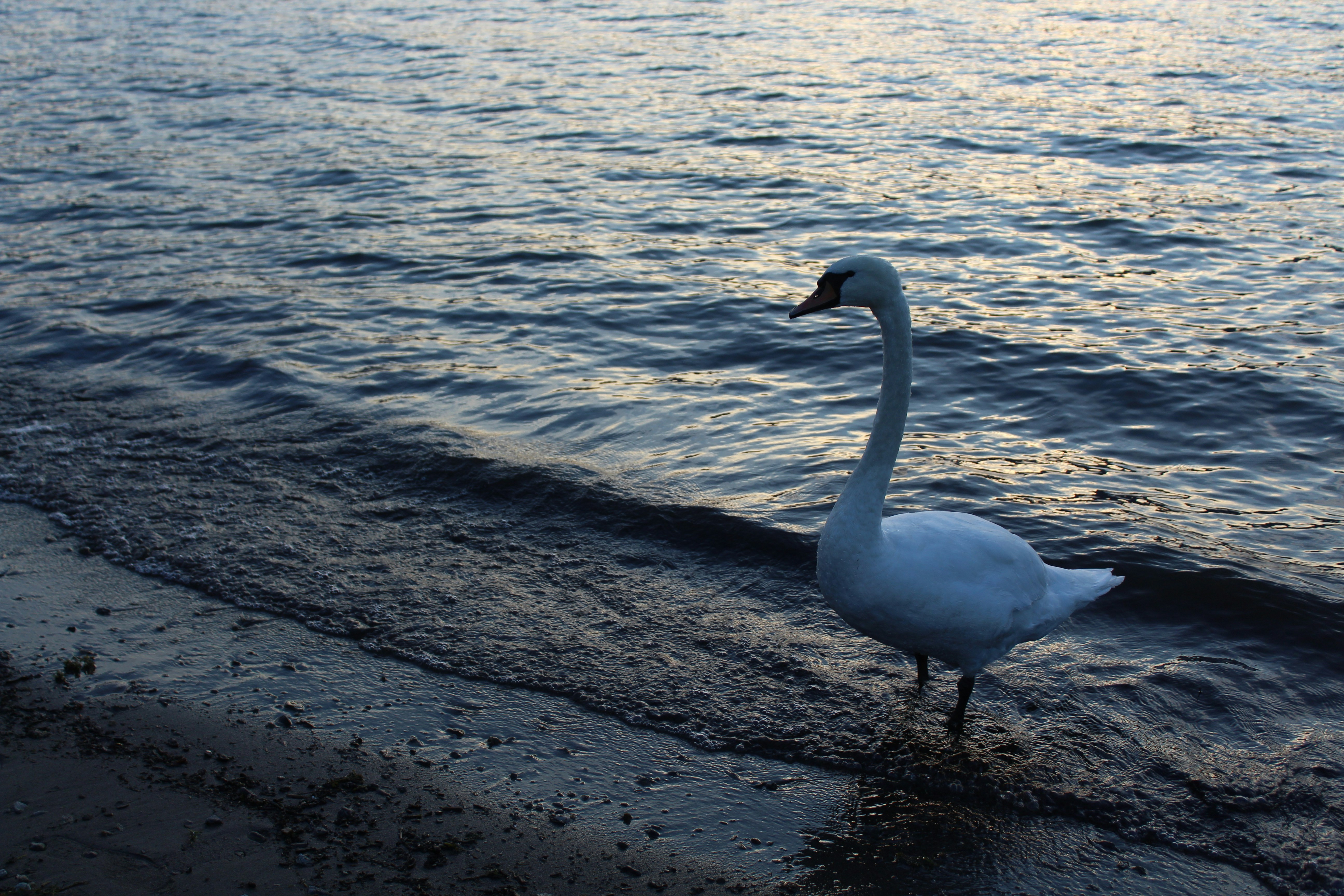 Twilight Swan at the Quiet Shore