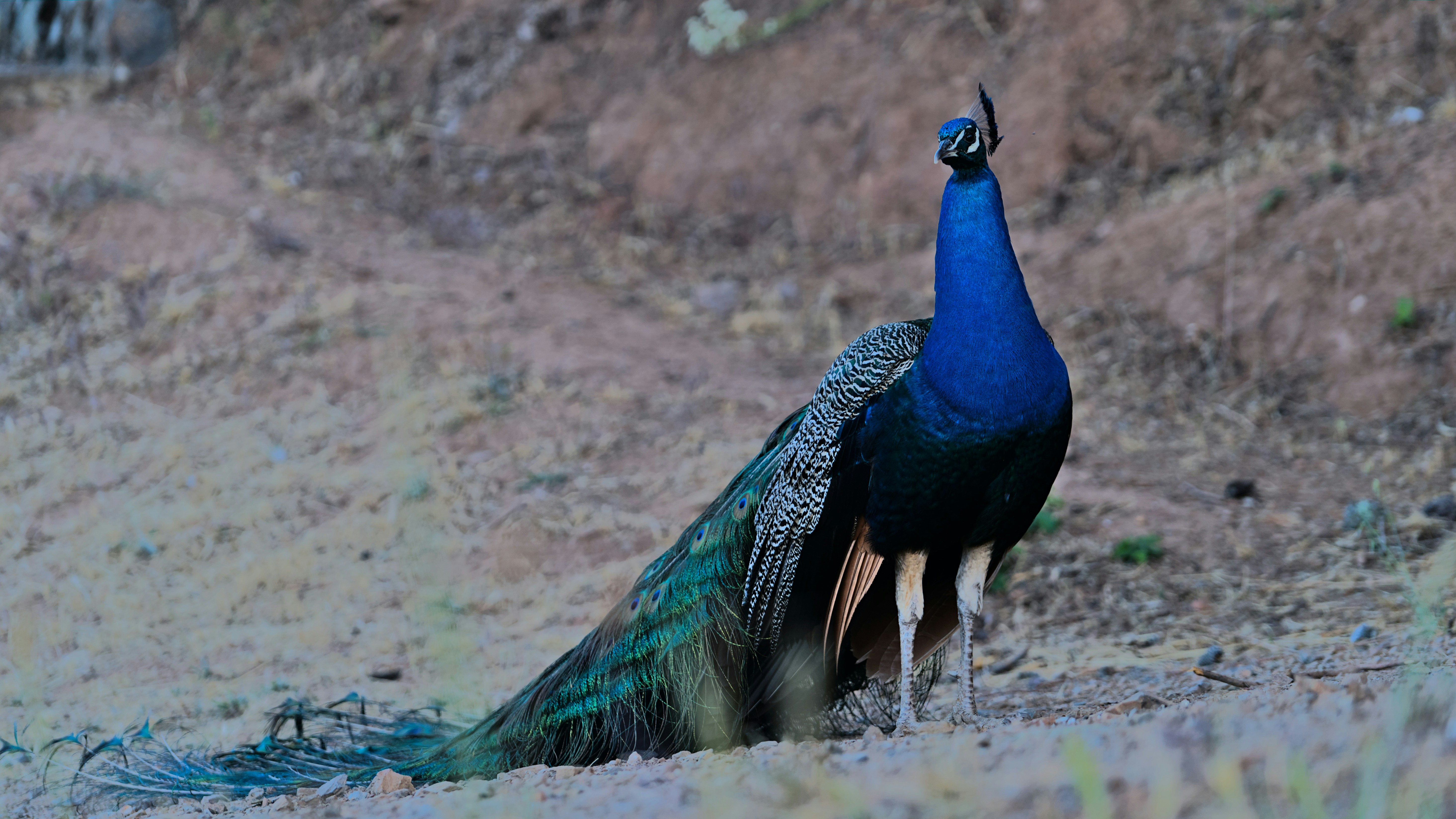  regal-blue silhouette: a peacock on sun-warmed soil