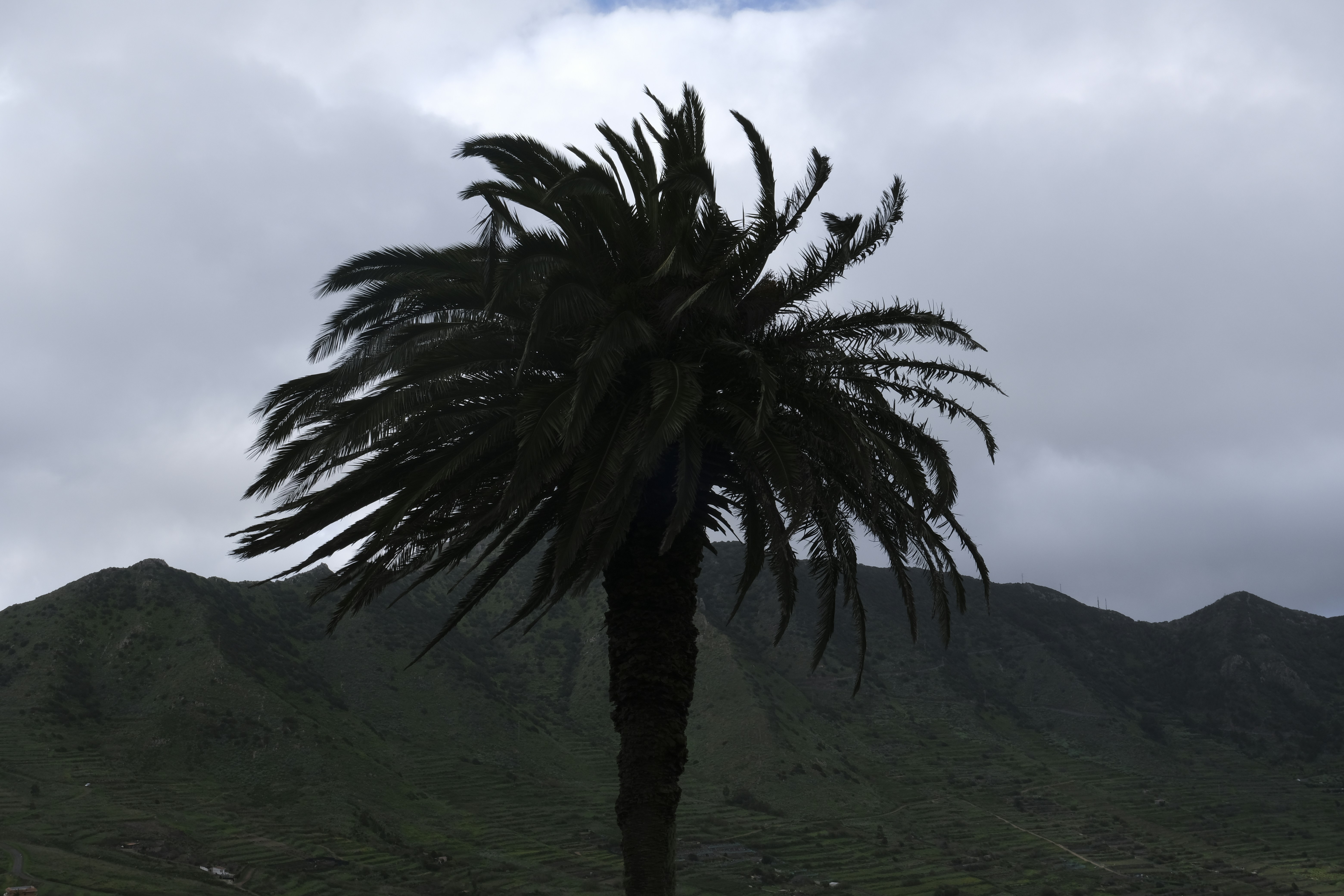 Grow your roots to enjoy the wind