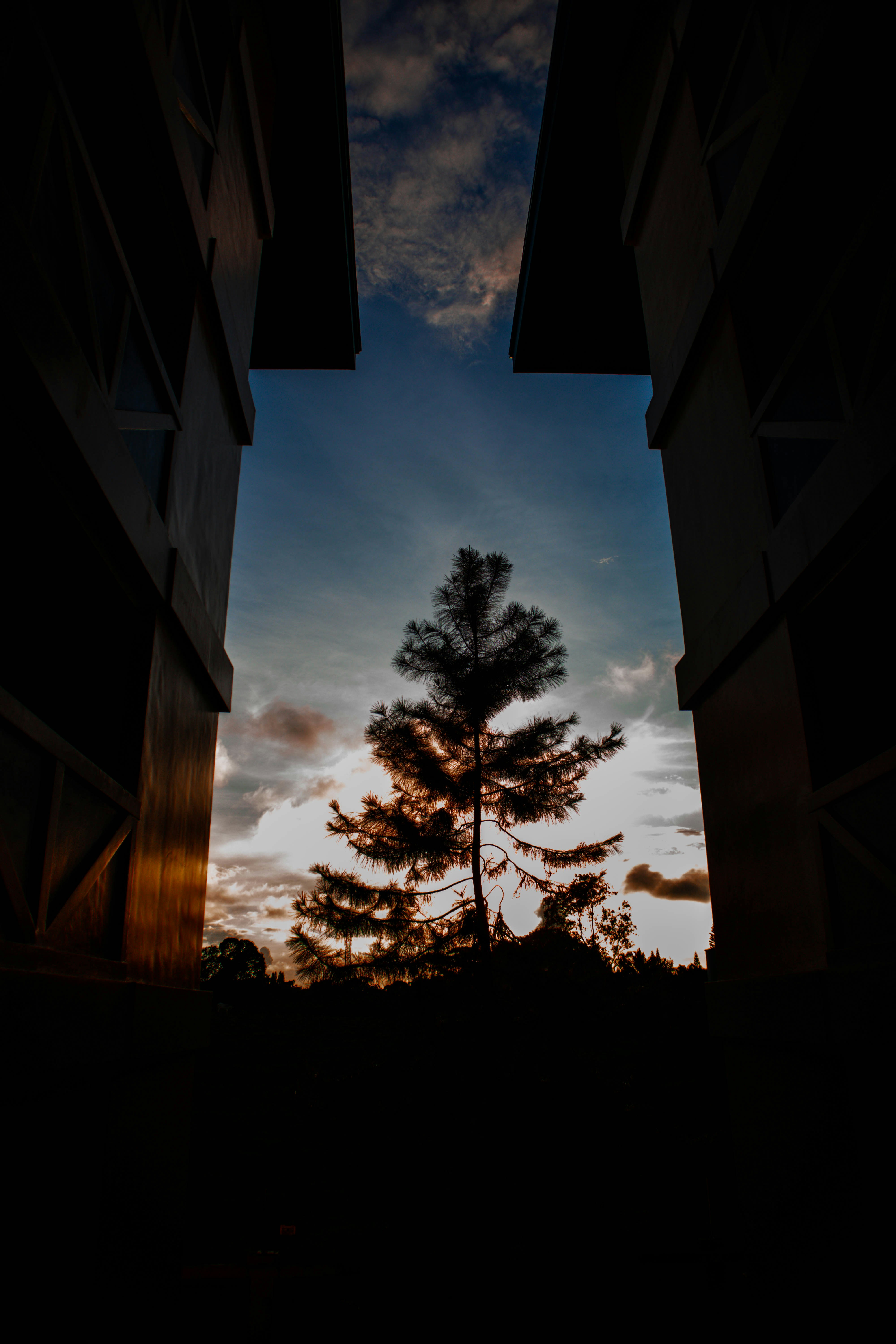 Silhouette Between Towers: Pine Tree Framed by Sky at Dusk